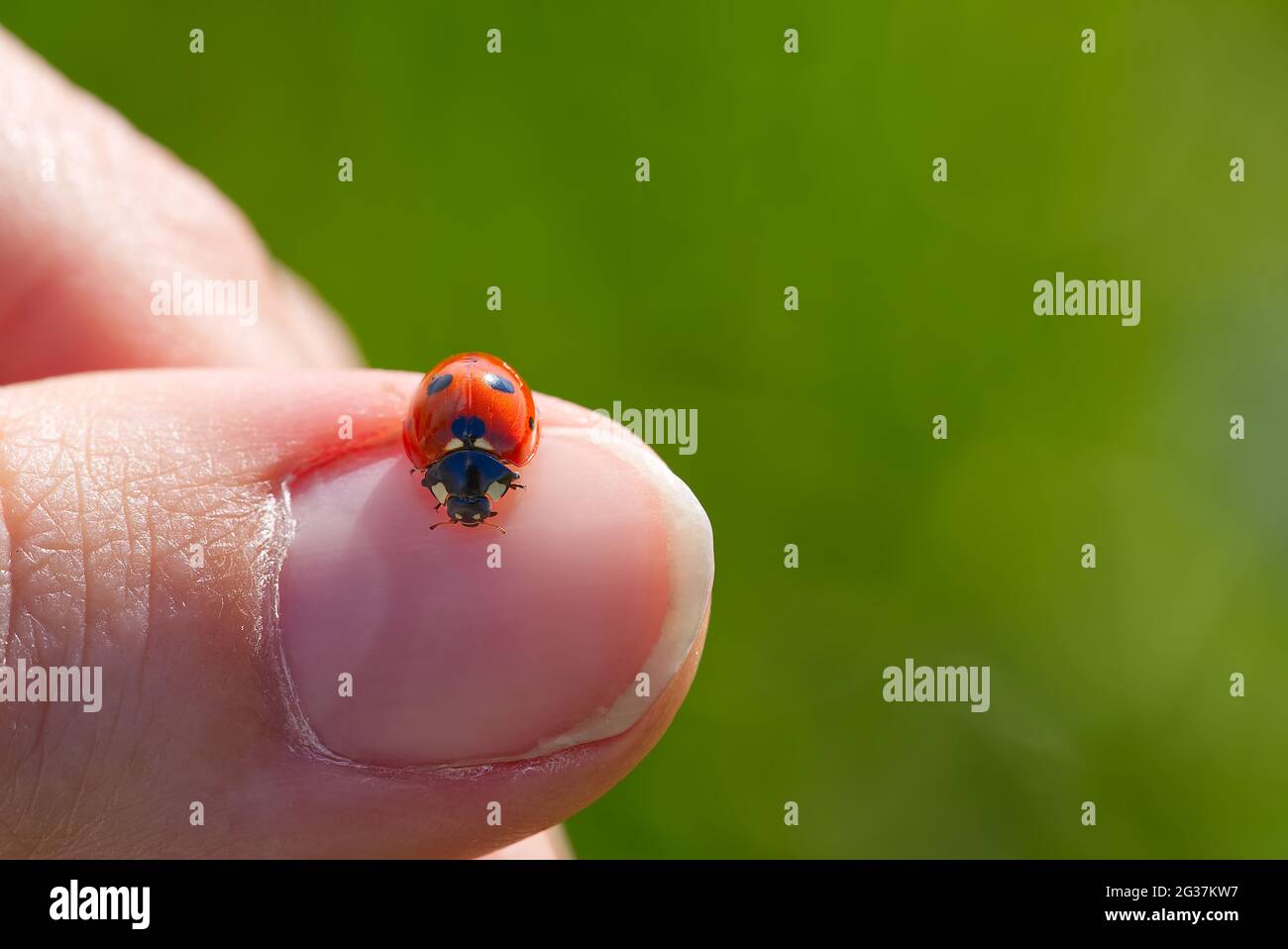 ladybird at morning. ladybug crawling on your finger Stock Photo - Alamy