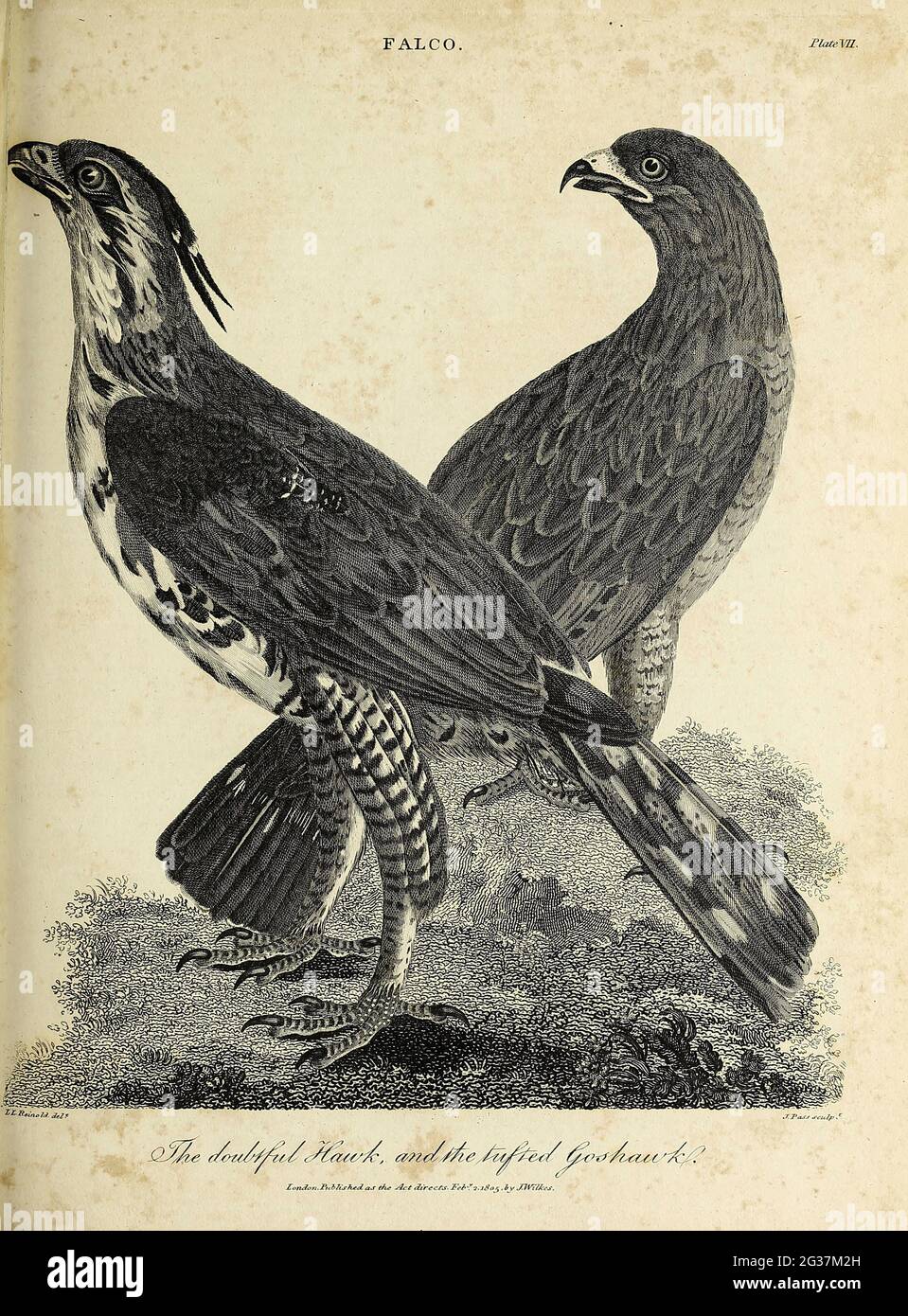 Vintage engraving buzzard hi-res stock photography and images - Alamy