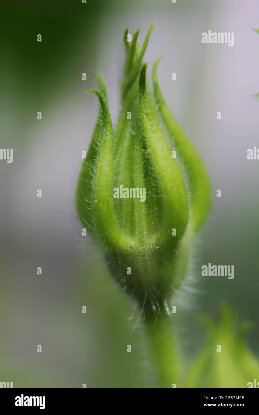 A pumpkin plant flower bud budding in the beautiful summer sun during ...