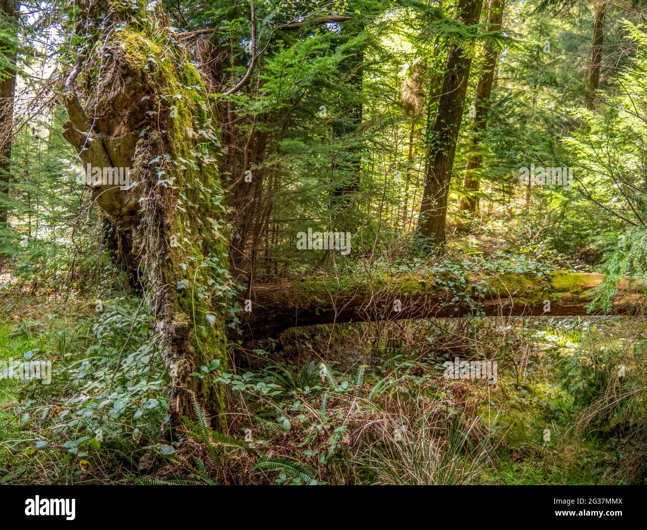 Fallen tree with very shallow root system, little soil. Haywood Woods ...