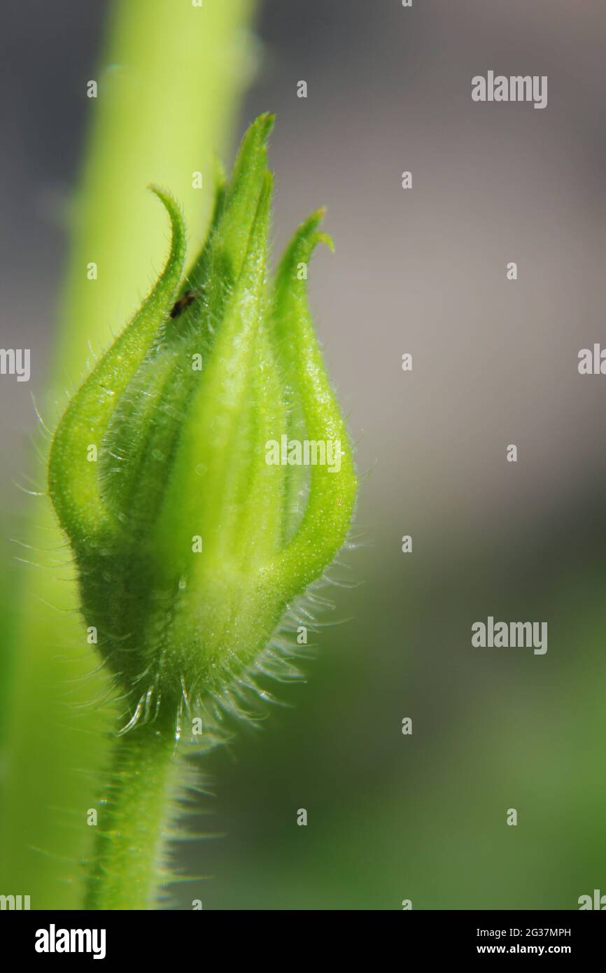 A pumpkin plant flower bud budding in the beautiful summer sun during ...