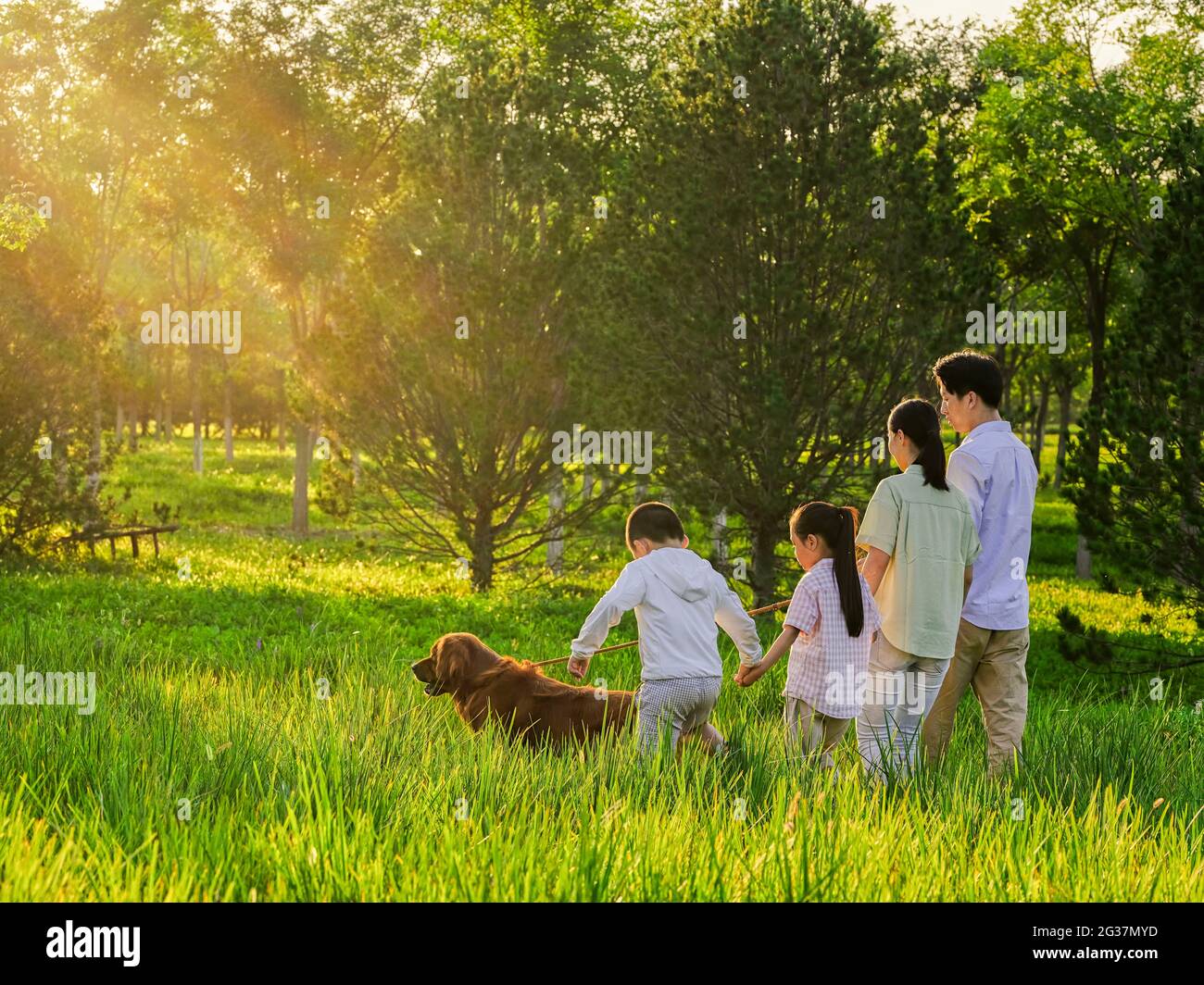 Happy family of four walking dogs in the park high quality photo Stock ...