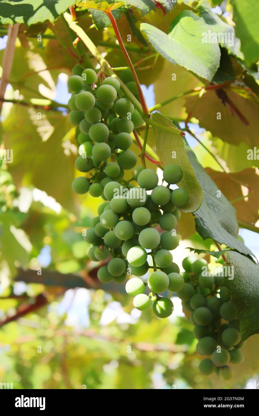 Albanian wine grapes growing in the backyard vineyard during the ...