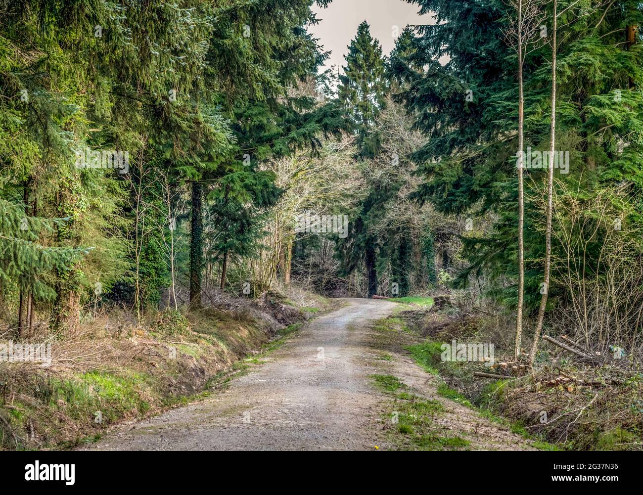 Devon woods hi-res stock photography and images - Alamy