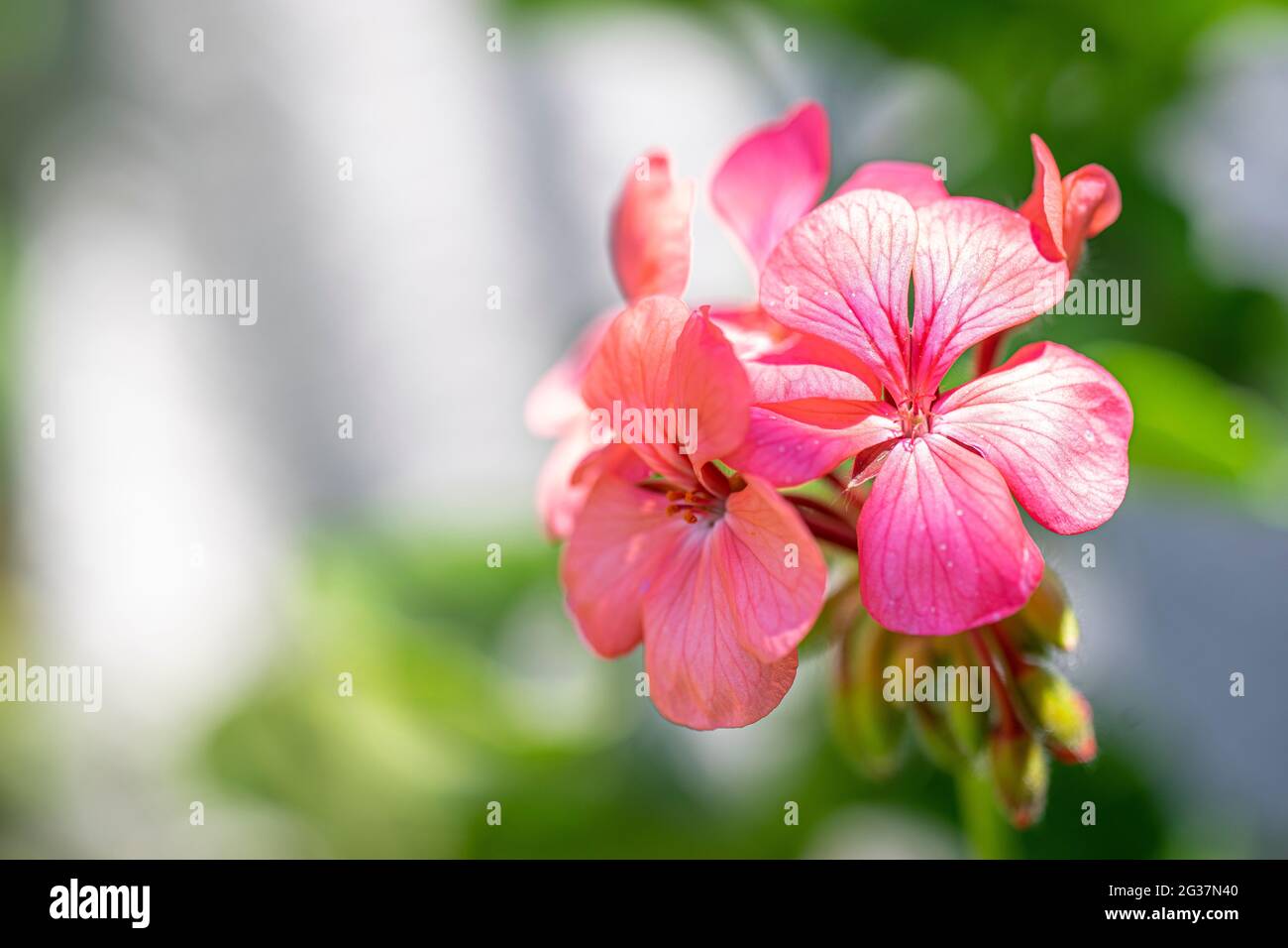 Ivy Pelargonium High Resolution Stock Photography and Images - Alamy