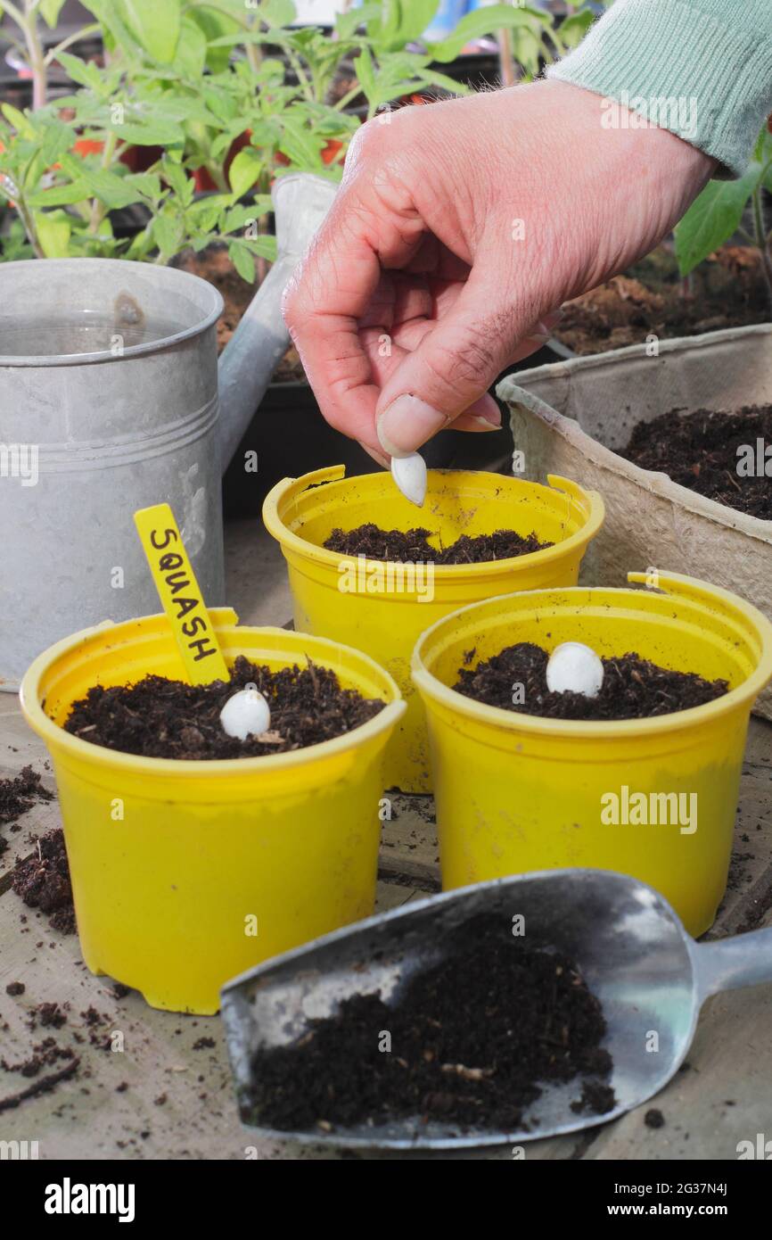 Sowing squash. Woman sowing squash - Cucurbita pepo 'Crown Prince ...