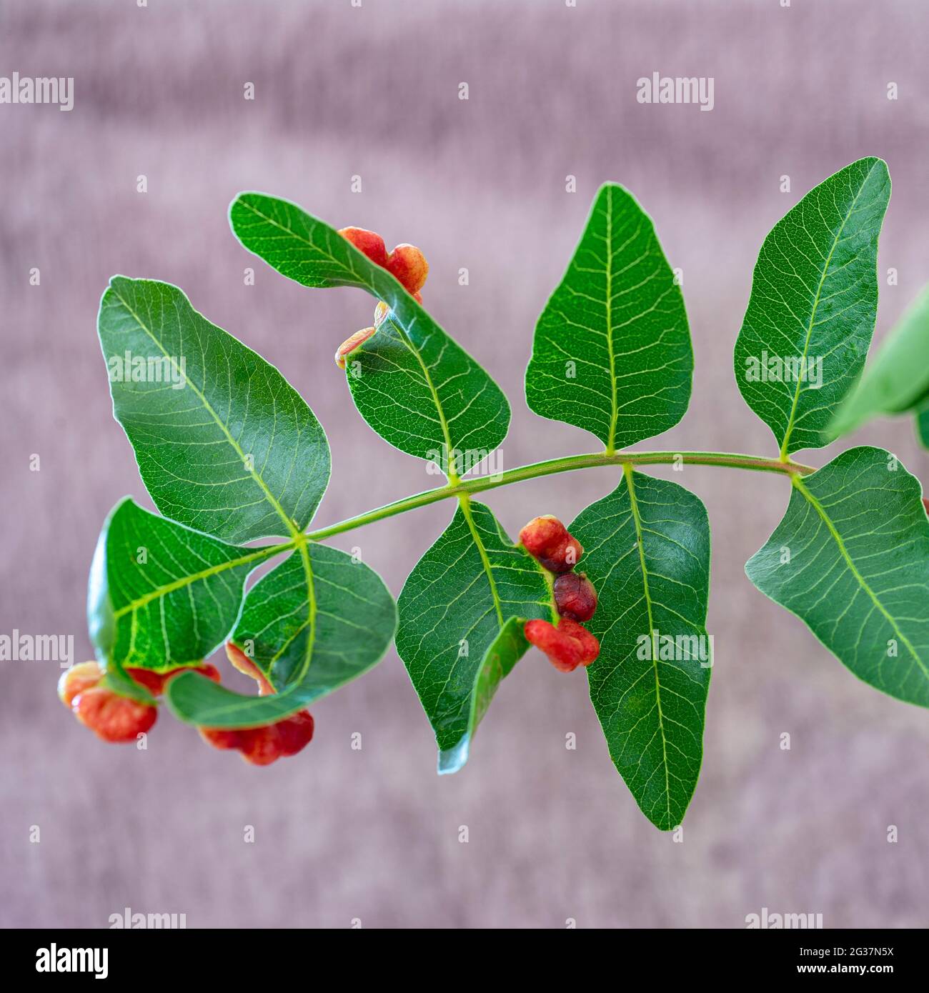 Terebinth Tree High Resolution Stock Photography and Images - Alamy