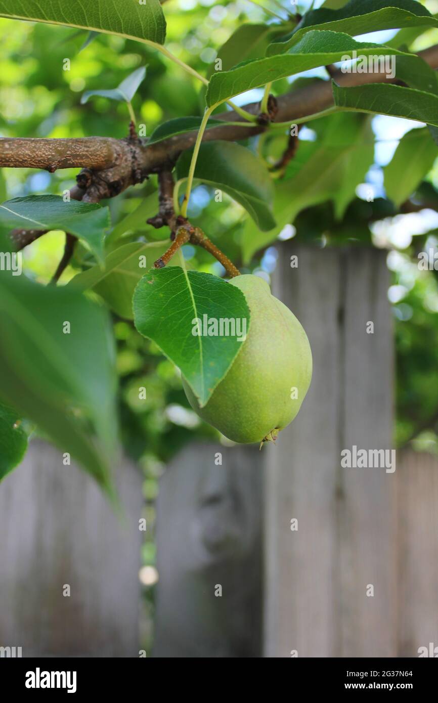 Lush green pear growing on the fruit tree in the backyard orchard ...