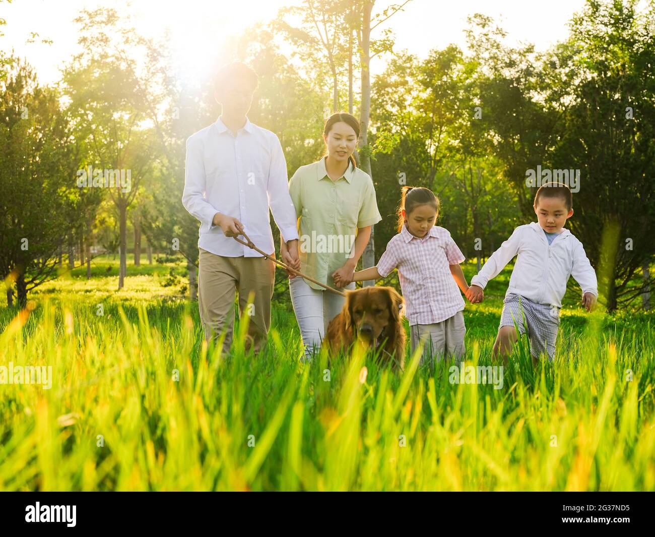 Happy family of four walking dogs in the park high quality photo Stock ...
