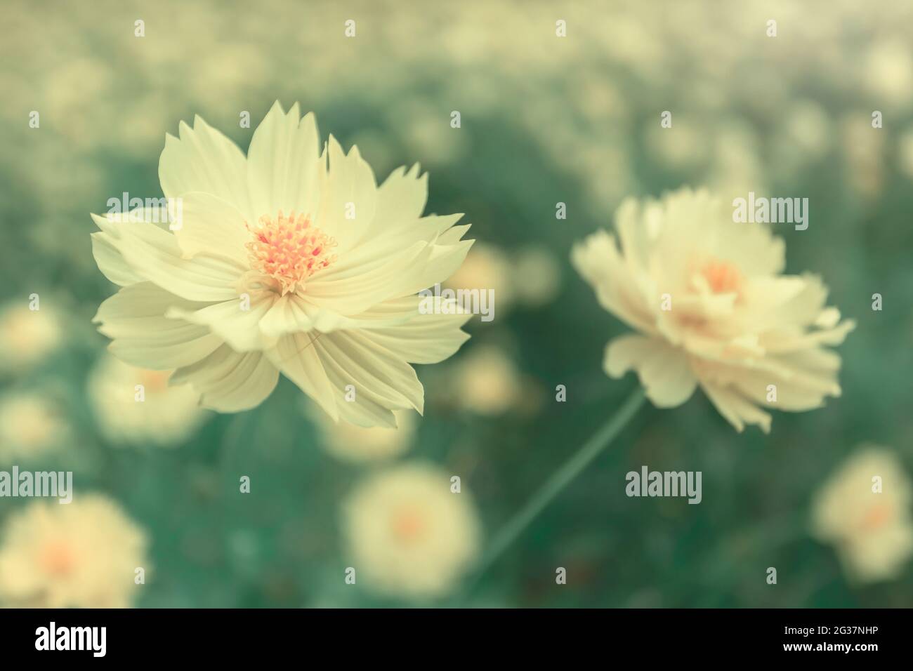 Close-up yellow cosmos flowers in early light. Yellow cosmos flowers in ...
