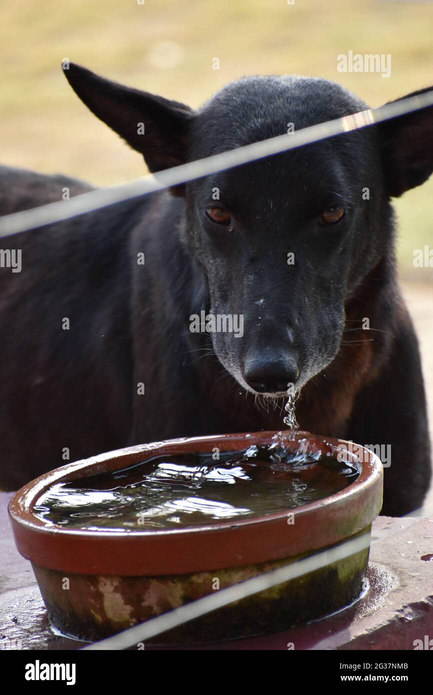 Cute Dogs Drinking Water