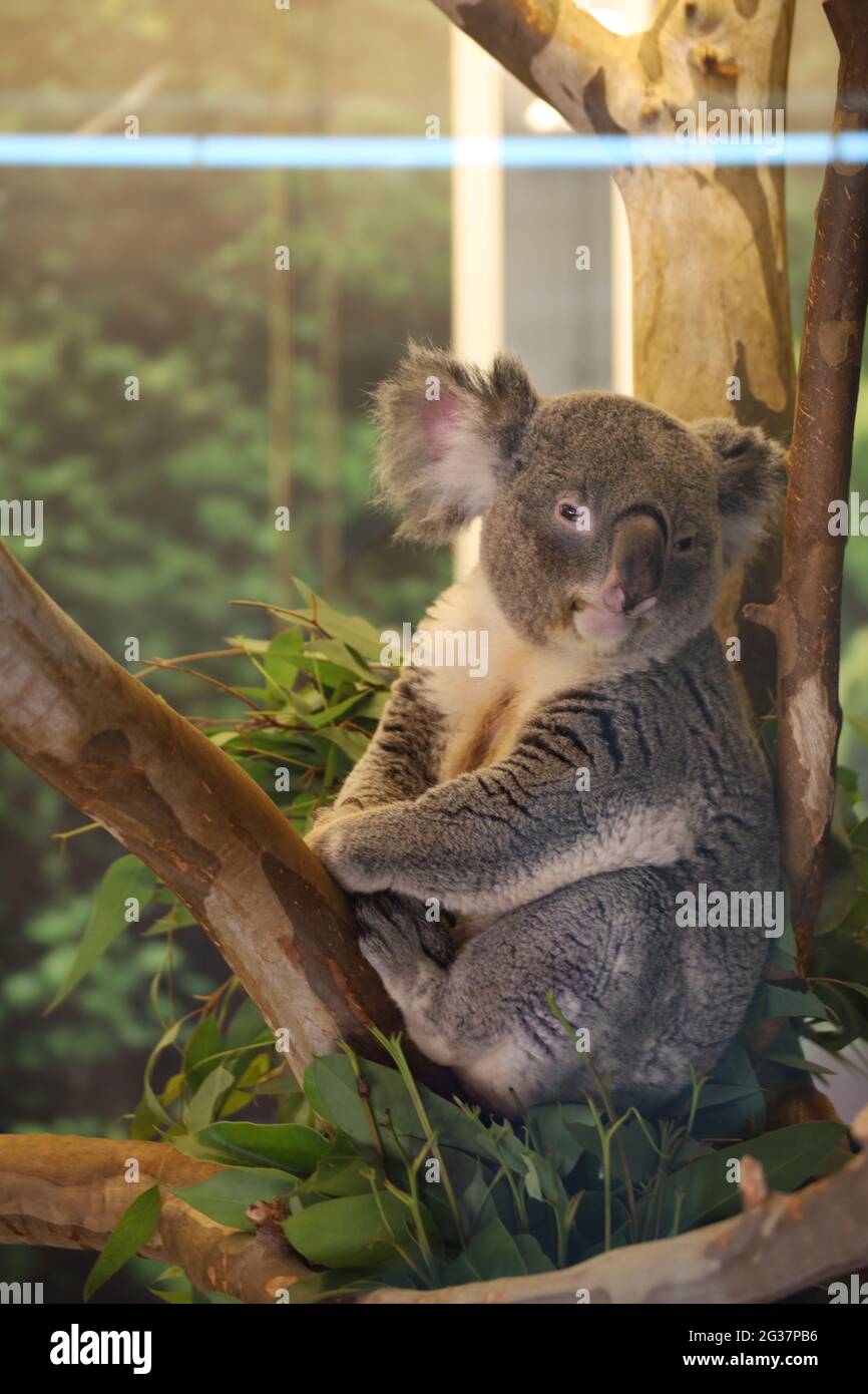 Does The Kansas City Zoo Have Koalas at Kenneth Negron blog