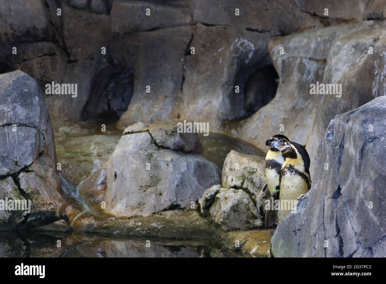 African penguins (Spheniscus demersus) in the cave, Kansas City Zoo ...