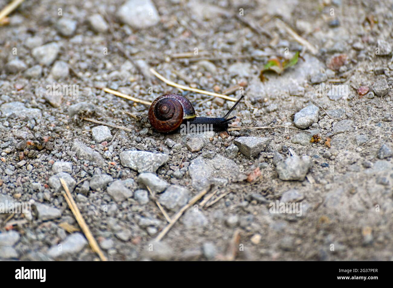 little snail going over grey gravel road Stock Photo - Alamy