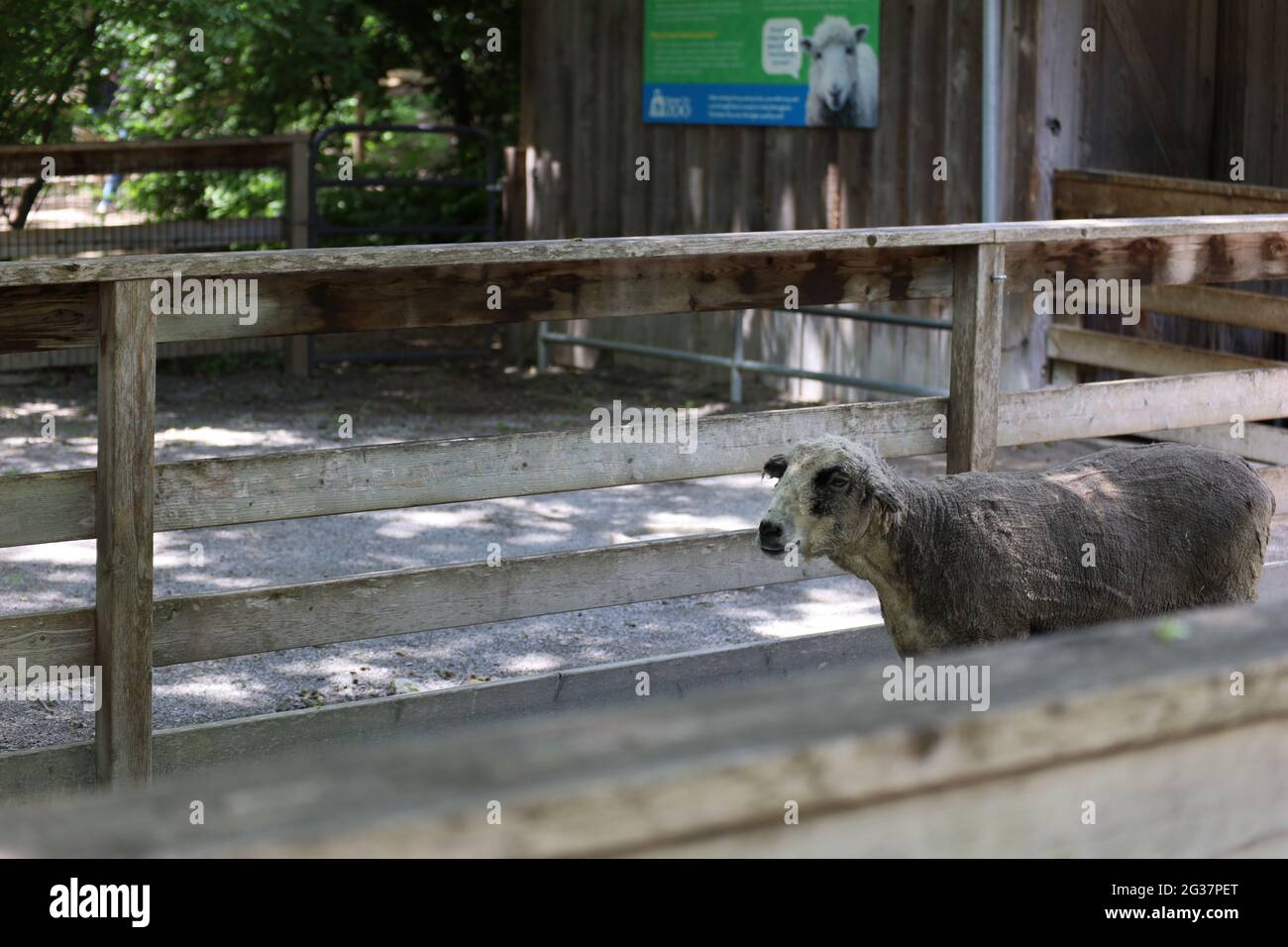 Sheep in the wooden sheepfold, Kansas City Zoo, USA Stock Photo - Alamy