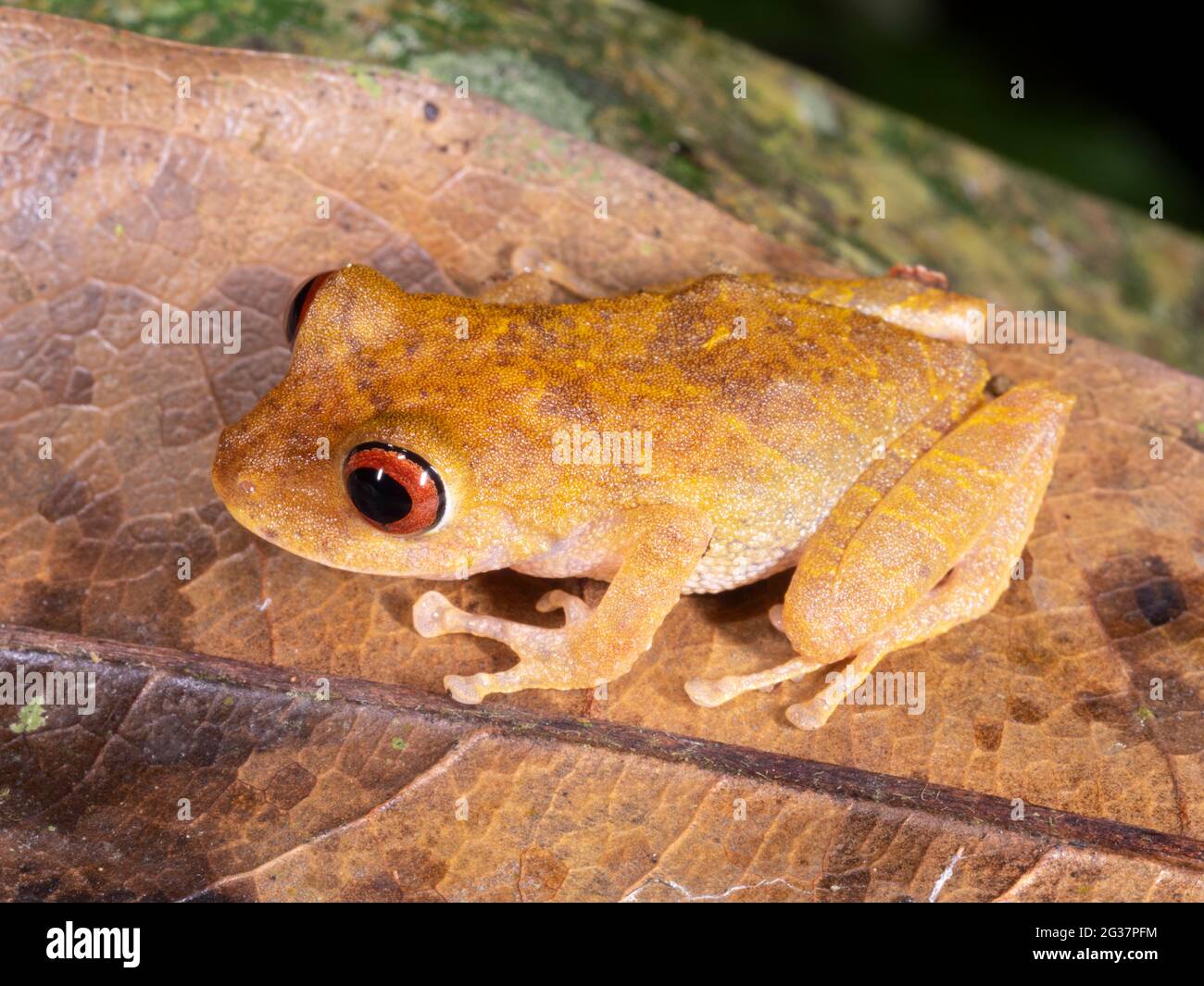 Rio Coca Robber Frog (Pristimantis quaquaversus) in rainforest in ...