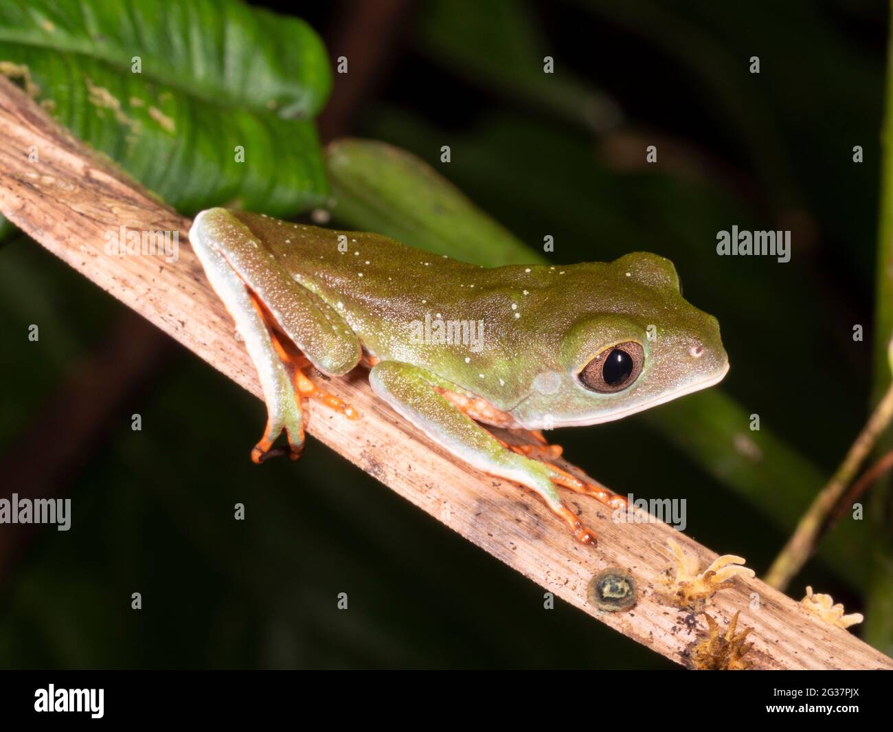 Tarsier leaf frog phyllomedusa tarsius hi-res stock photography and ...