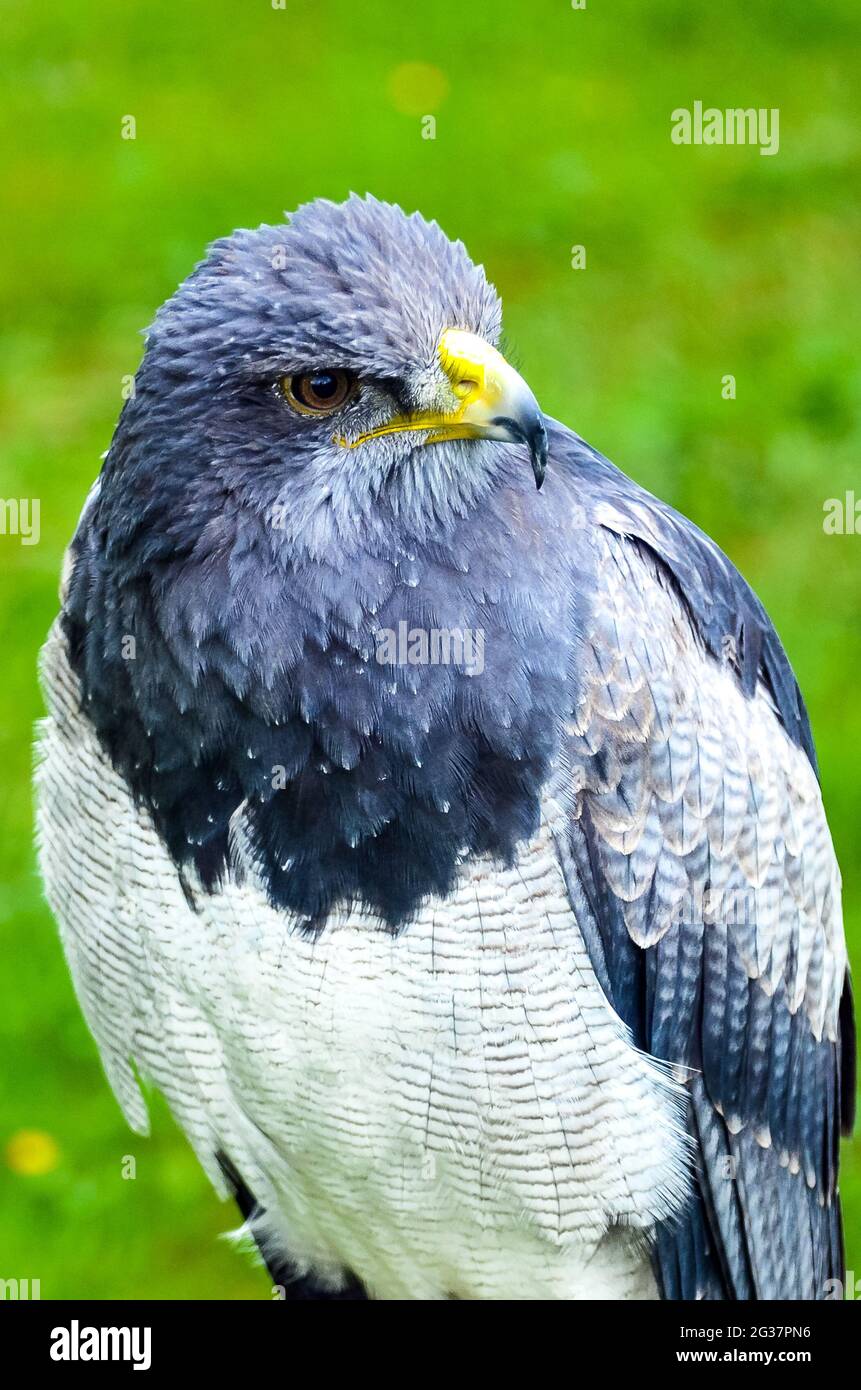 Chilean blue eagle hi-res stock photography and images - Alamy