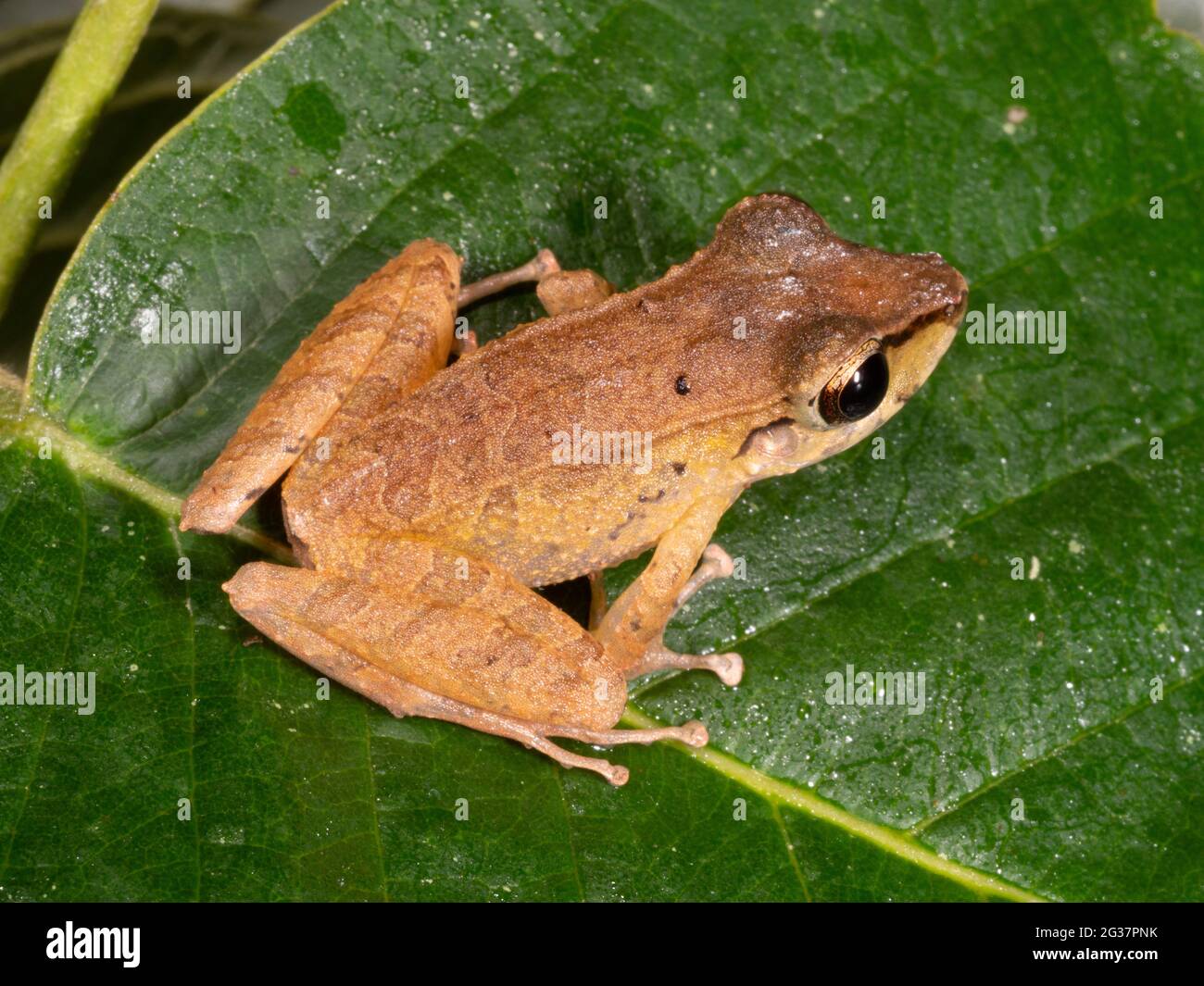 An unidentified Rain Frog (Pristimantis sp.) in the rainforest, Morona ...