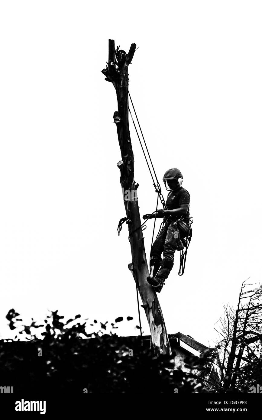 Tree felling in woodland Black and White Stock Photos & Images - Alamy
