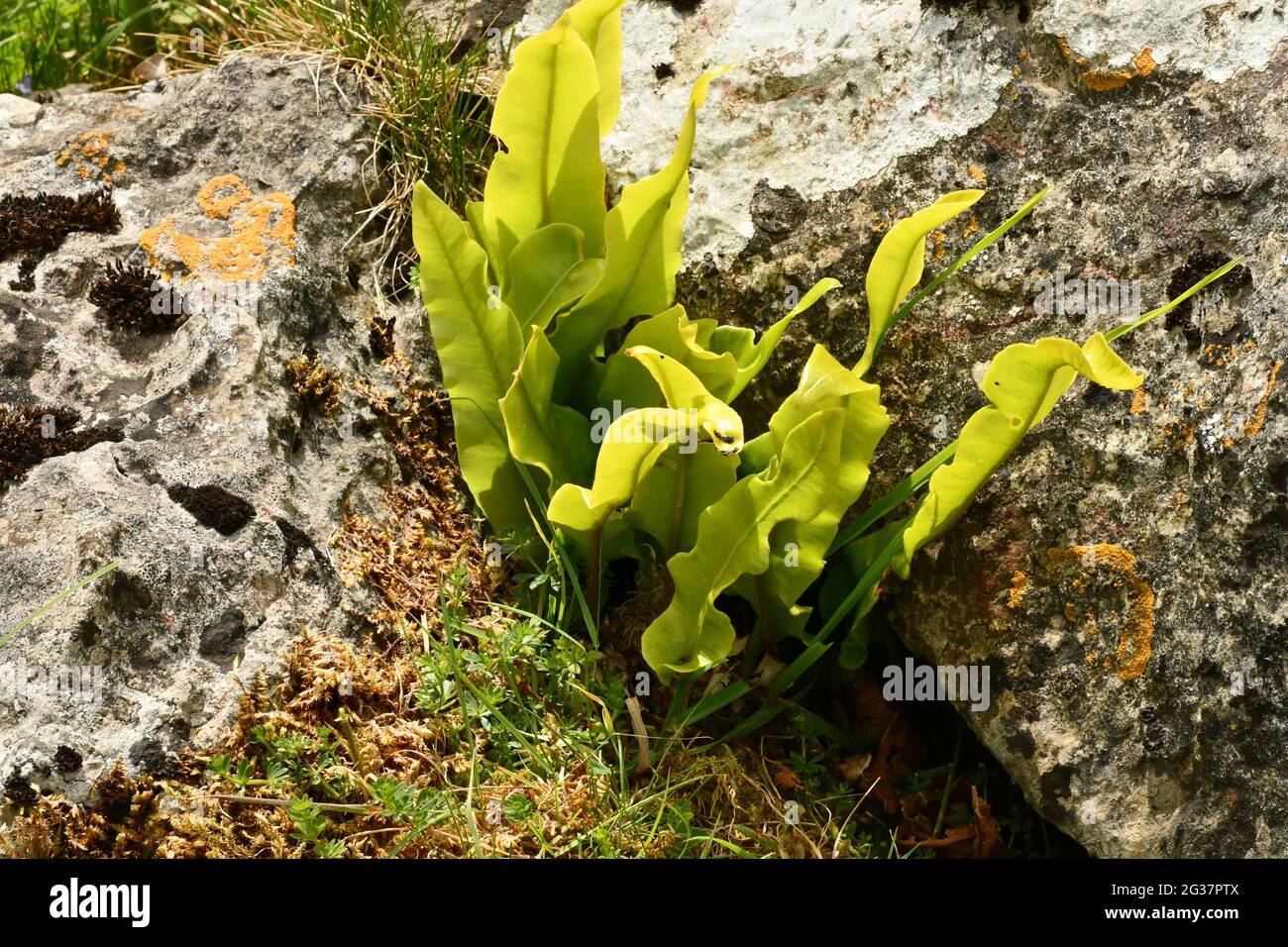 Hart's-tongue Fern," Asplenium scolopendrium" among lichen and moss ...
