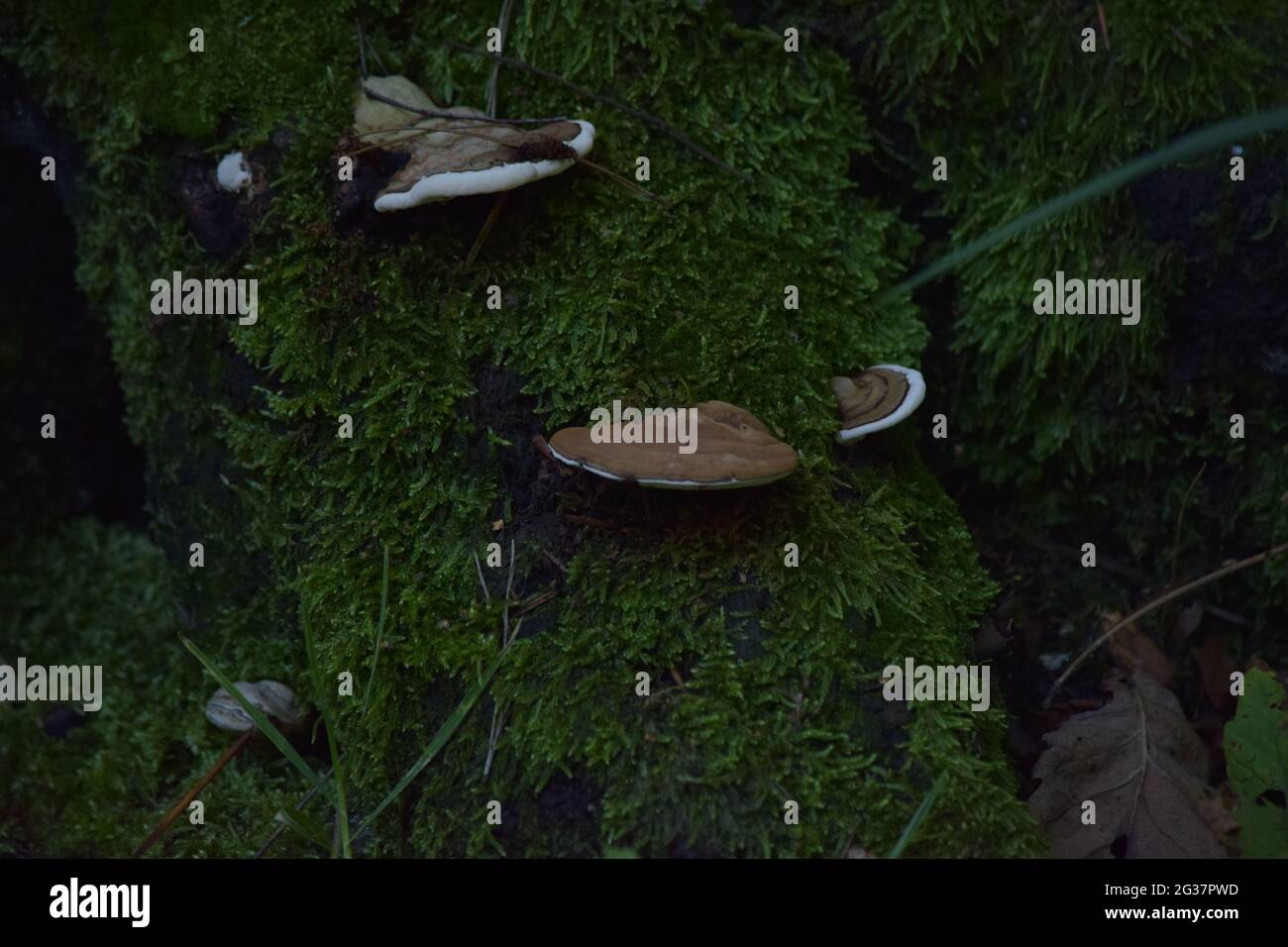 Funghi, mushrooms and moss growing on a tree trunk Stock Photo - Alamy