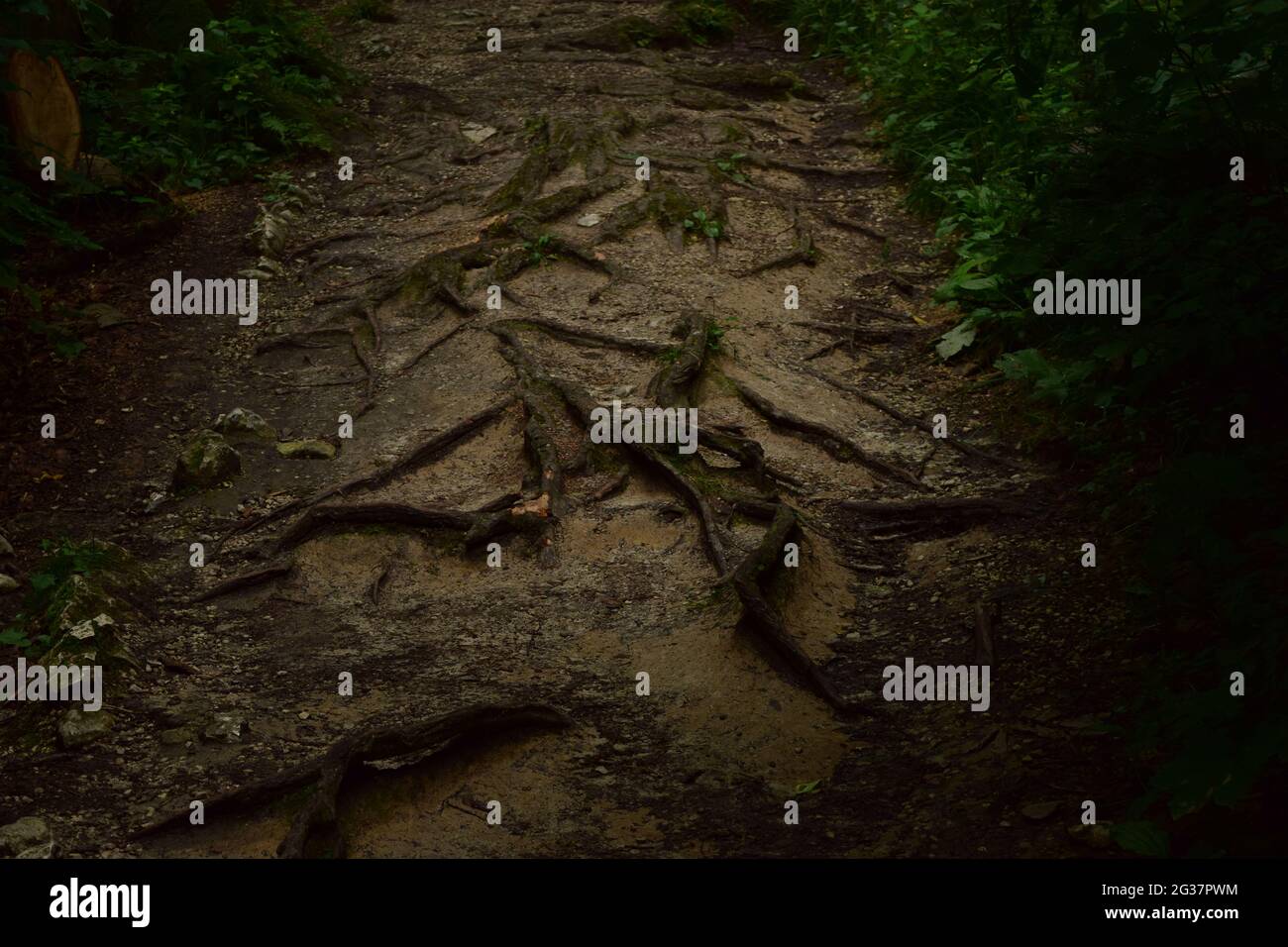 Tree roots along a forest country path Stock Photo - Alamy