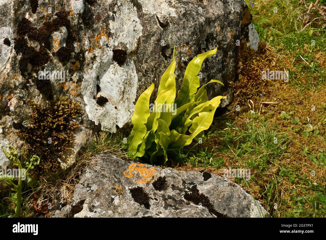 Rakes moss hi-res stock photography and images - Alamy