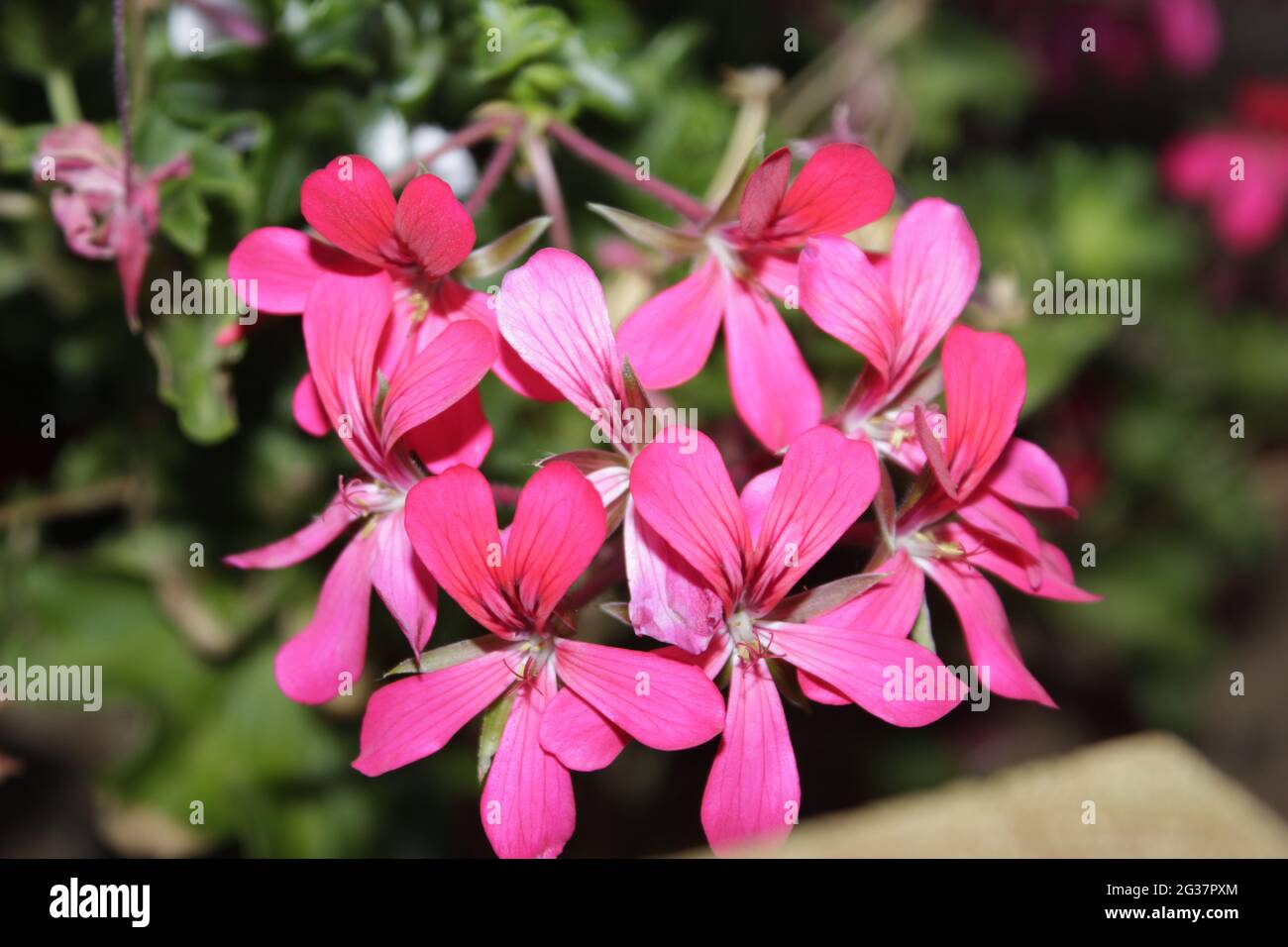 Light pink flowers hi-res stock photography and images - Alamy