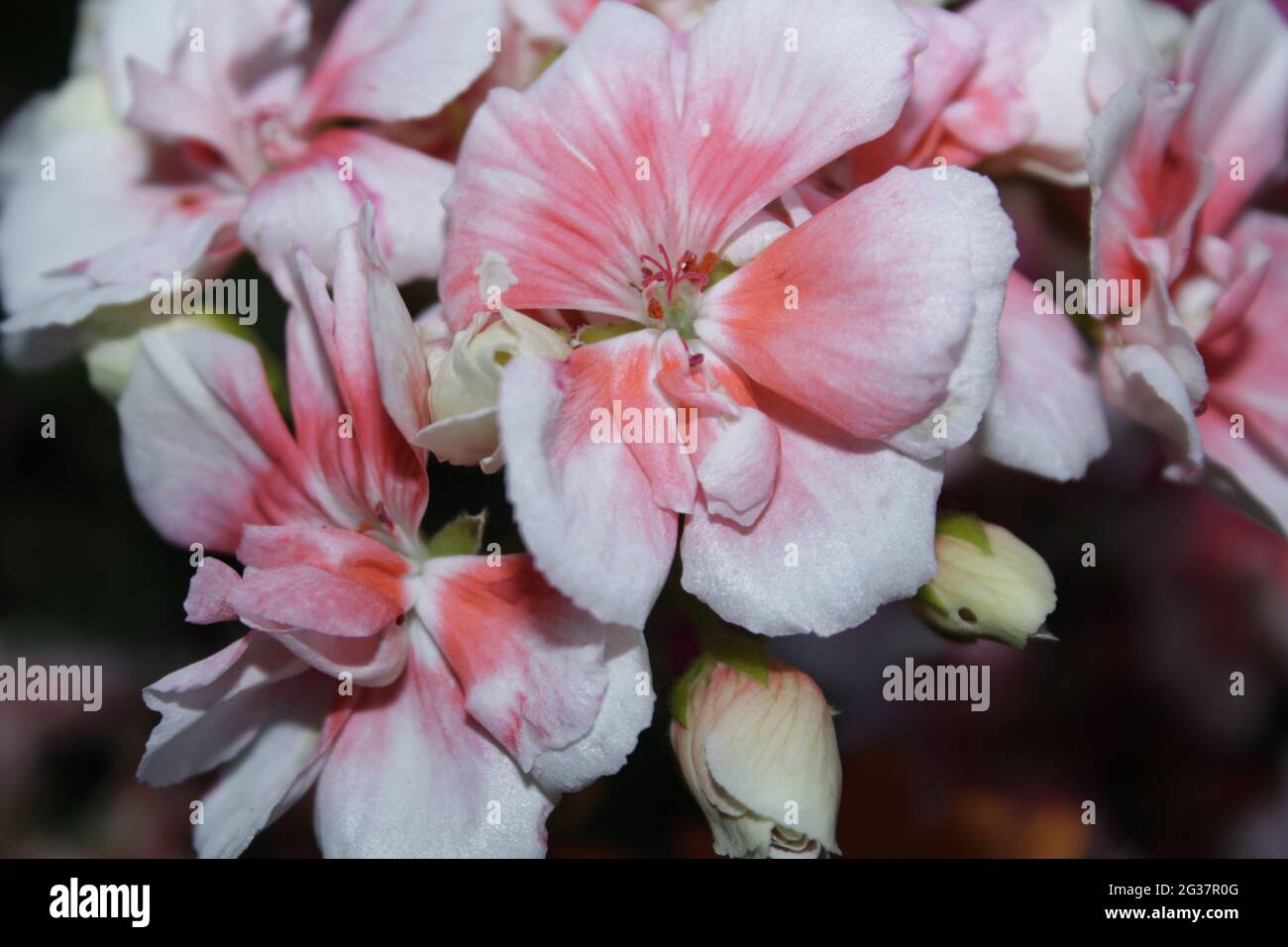 Pink photography background hi-res stock photography and images - Alamy
