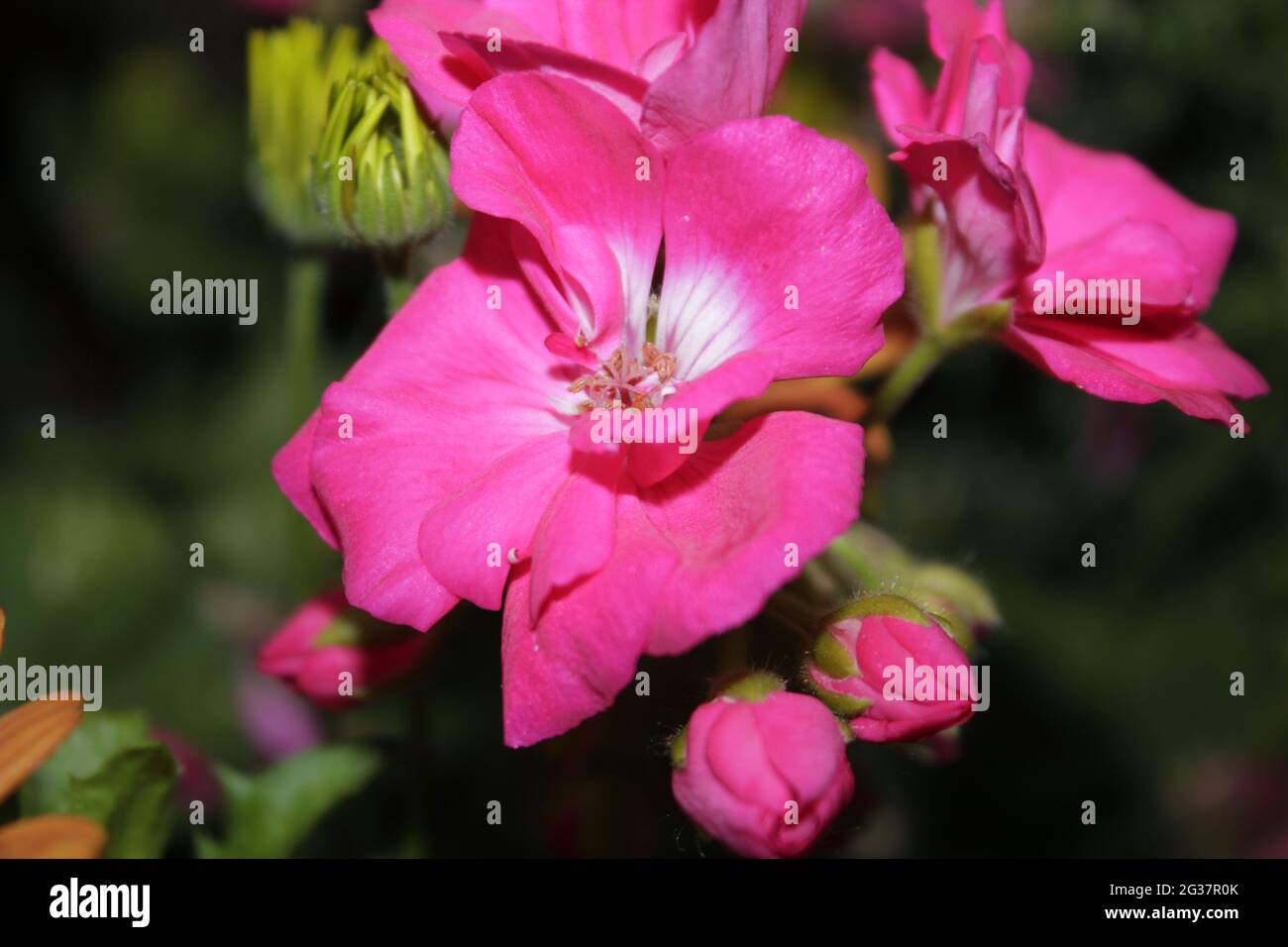 Pink photography background hi-res stock photography and images - Alamy