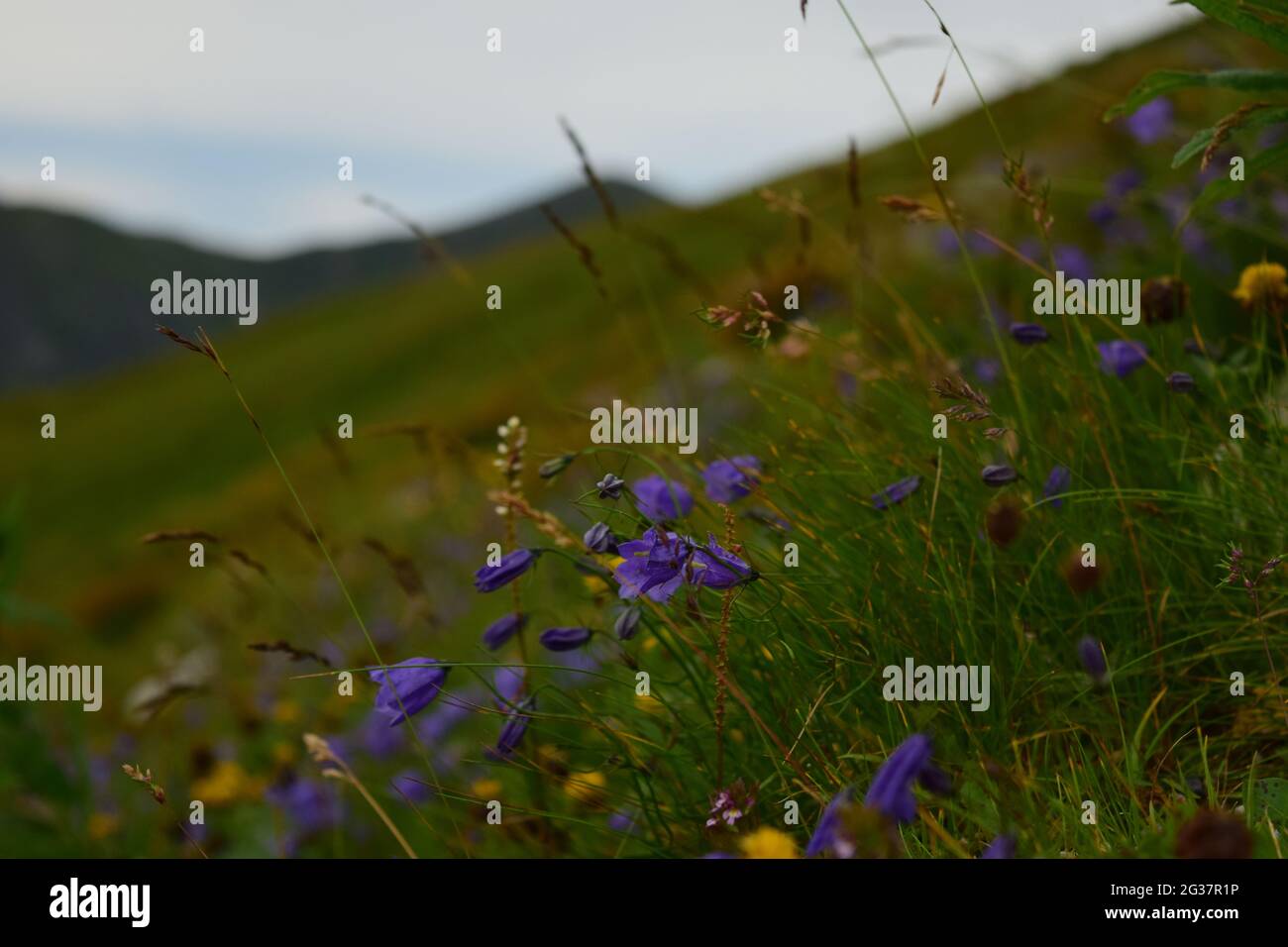 Low grass growing in mountainous areas Stock Photo - Alamy