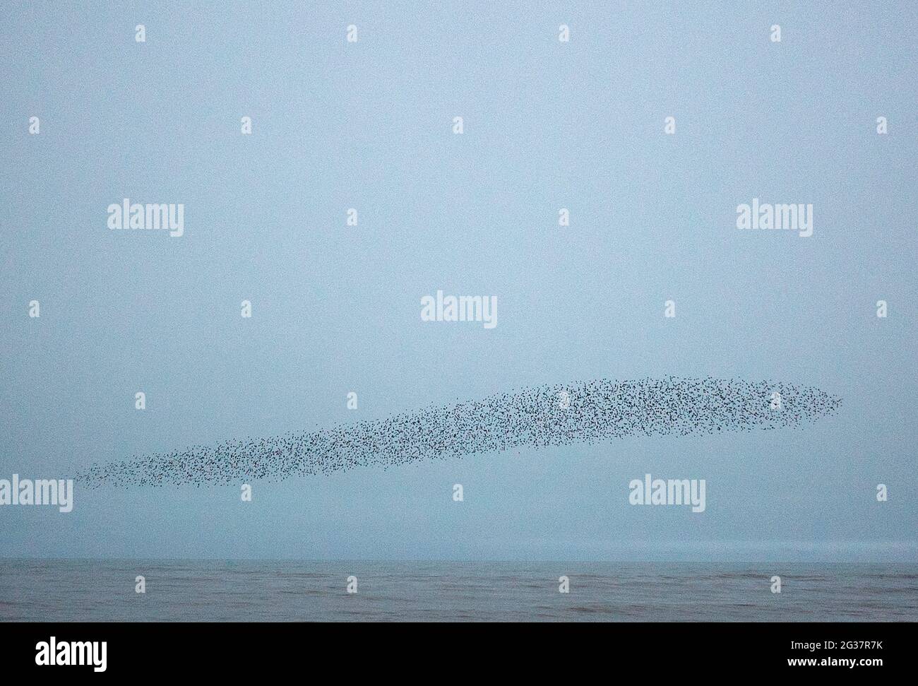 Murmuration hi-res stock photography and images - Alamy