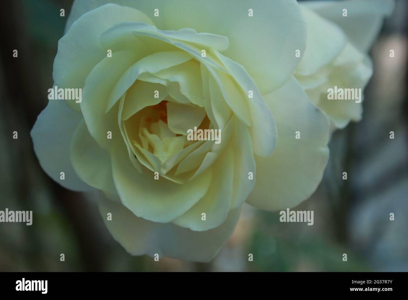 Hot summer roses petals hi-res stock photography and images - Alamy