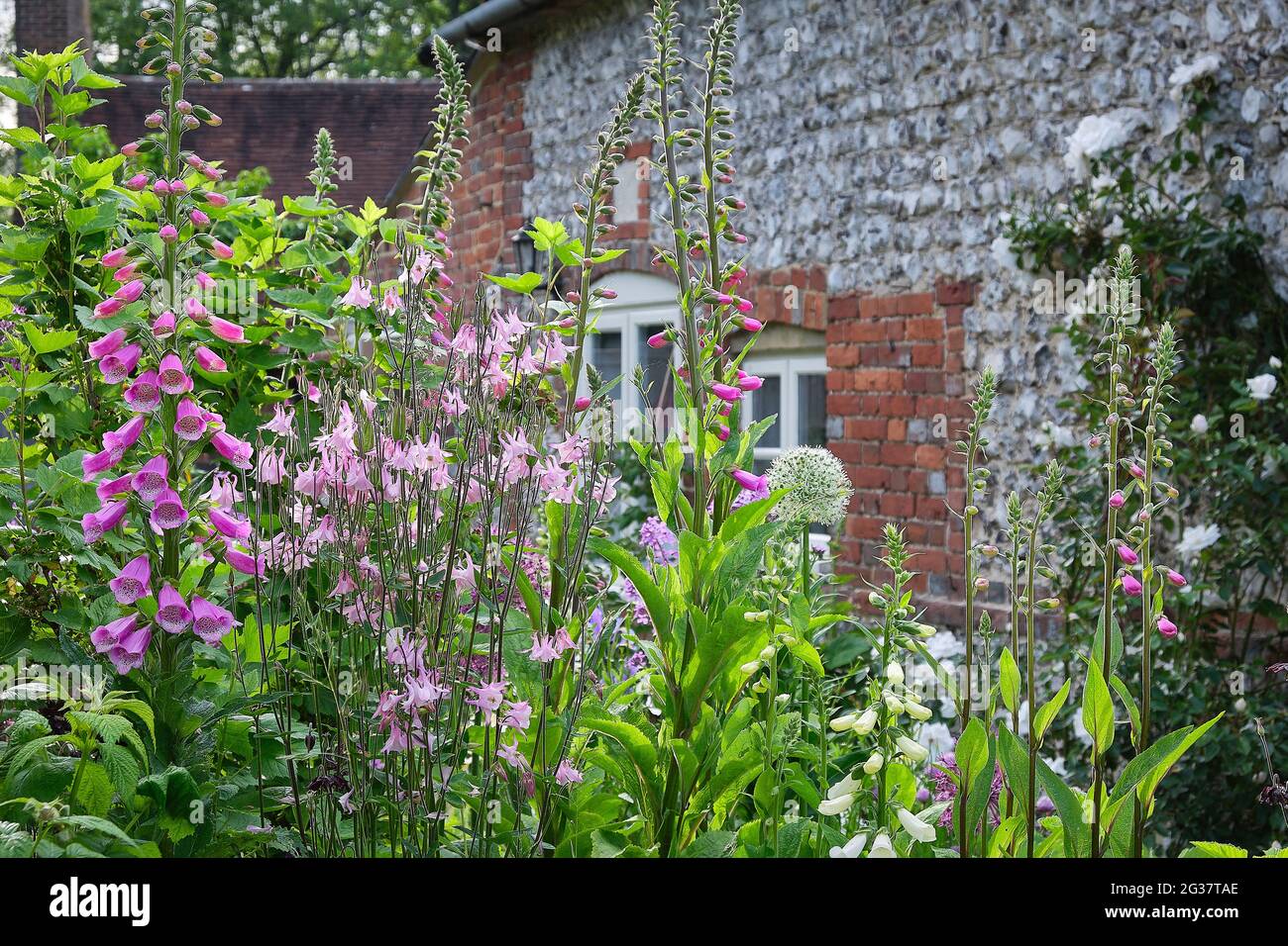 Natural English cottage garden with wild flowers in Sussex Stock Photo ...
