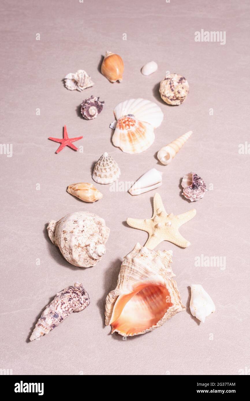 Summer vacation concept. Assorted seashells on sandy stone background ...