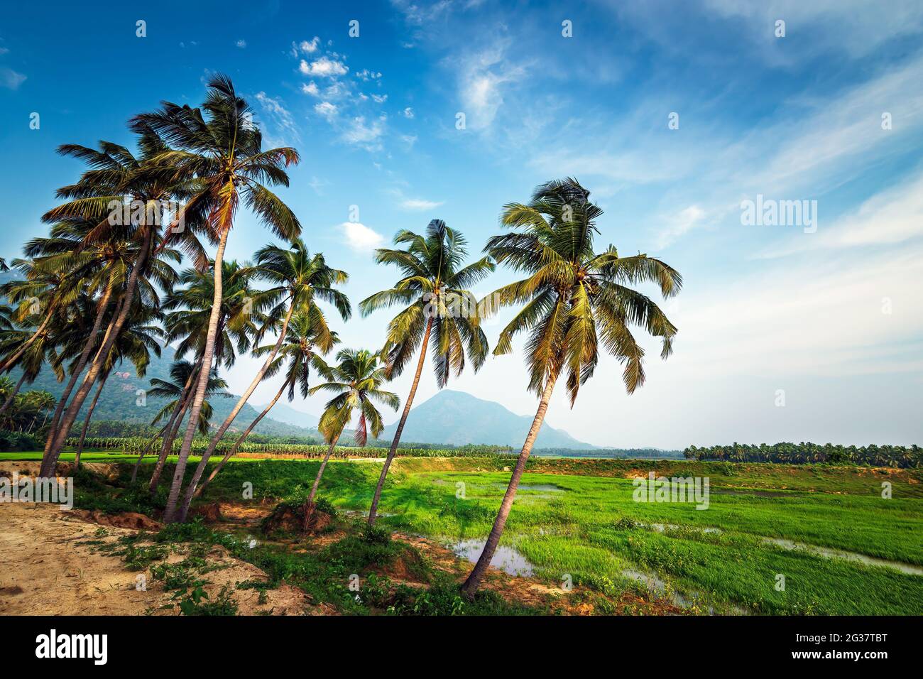 Coconut trees plantation hi-res stock photography and images - Alamy