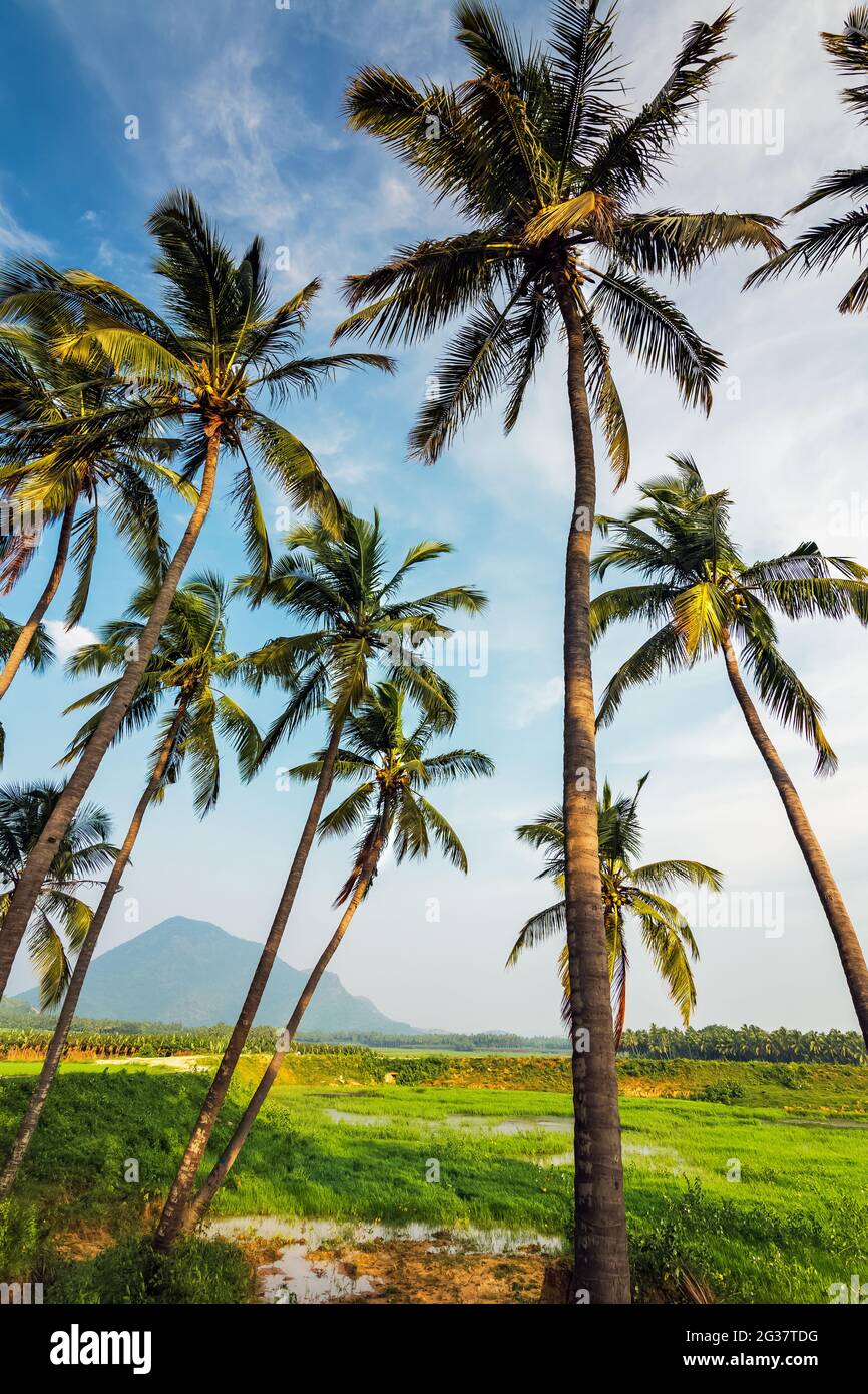 Coconut trees plantation hi-res stock photography and images - Alamy