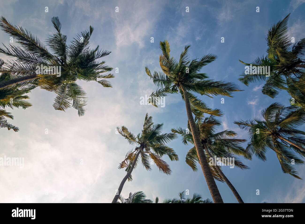 Coconut trees plantation hi-res stock photography and images - Alamy