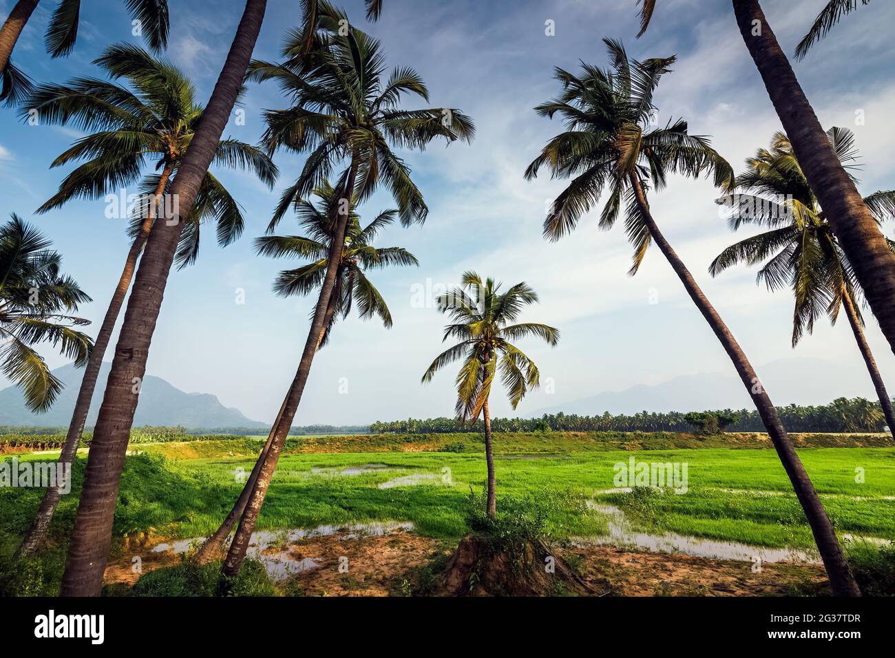 Coconut trees plantation, dynamic view from bottom with blue sky nature ...