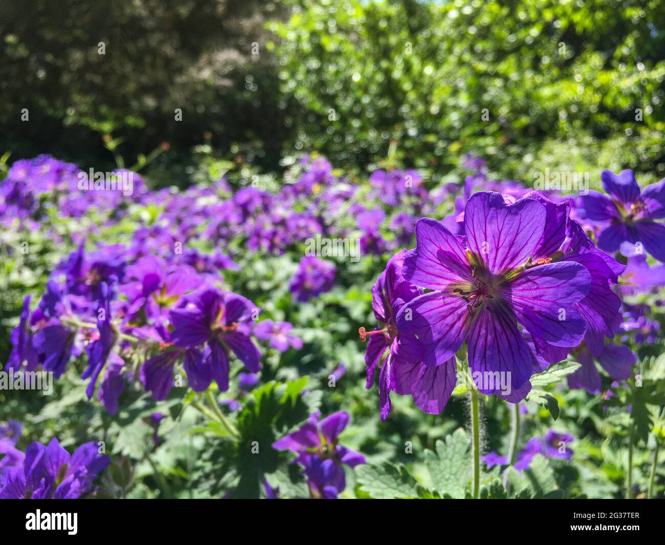 Close up of Purple Cranesbill Blossom (Geranium x magnificum) in Public ...