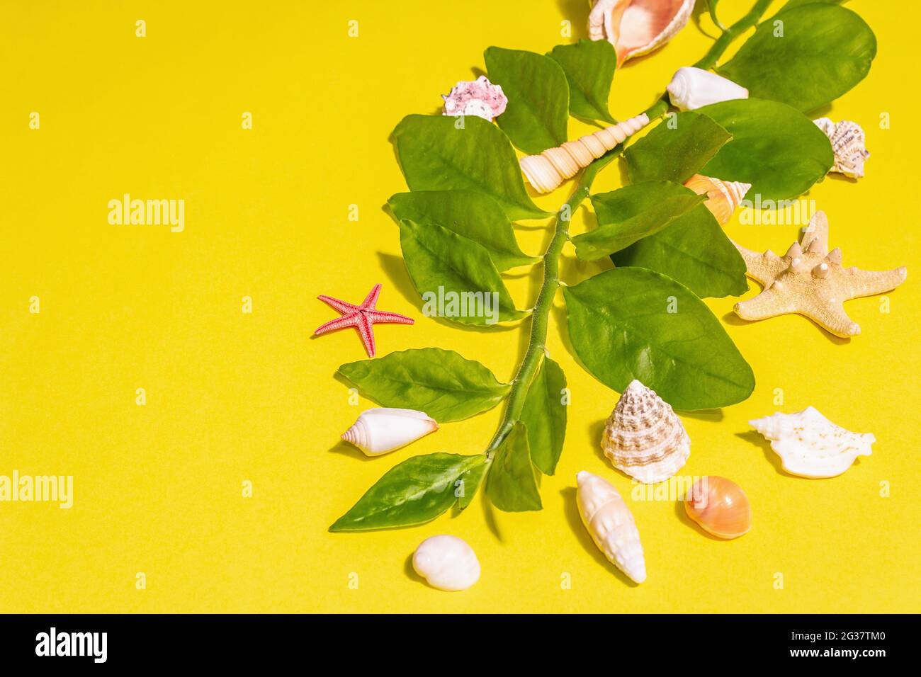 Summer vacation concept. Assorted seashells, fresh green leaves branch ...