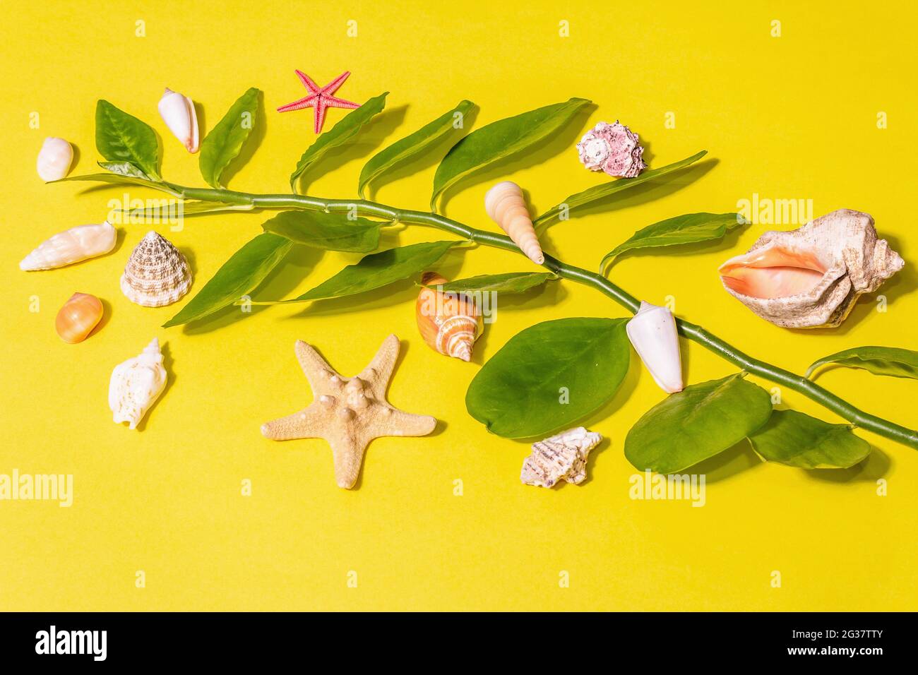 Summer vacation concept. Assorted seashells, fresh green leaves branch ...