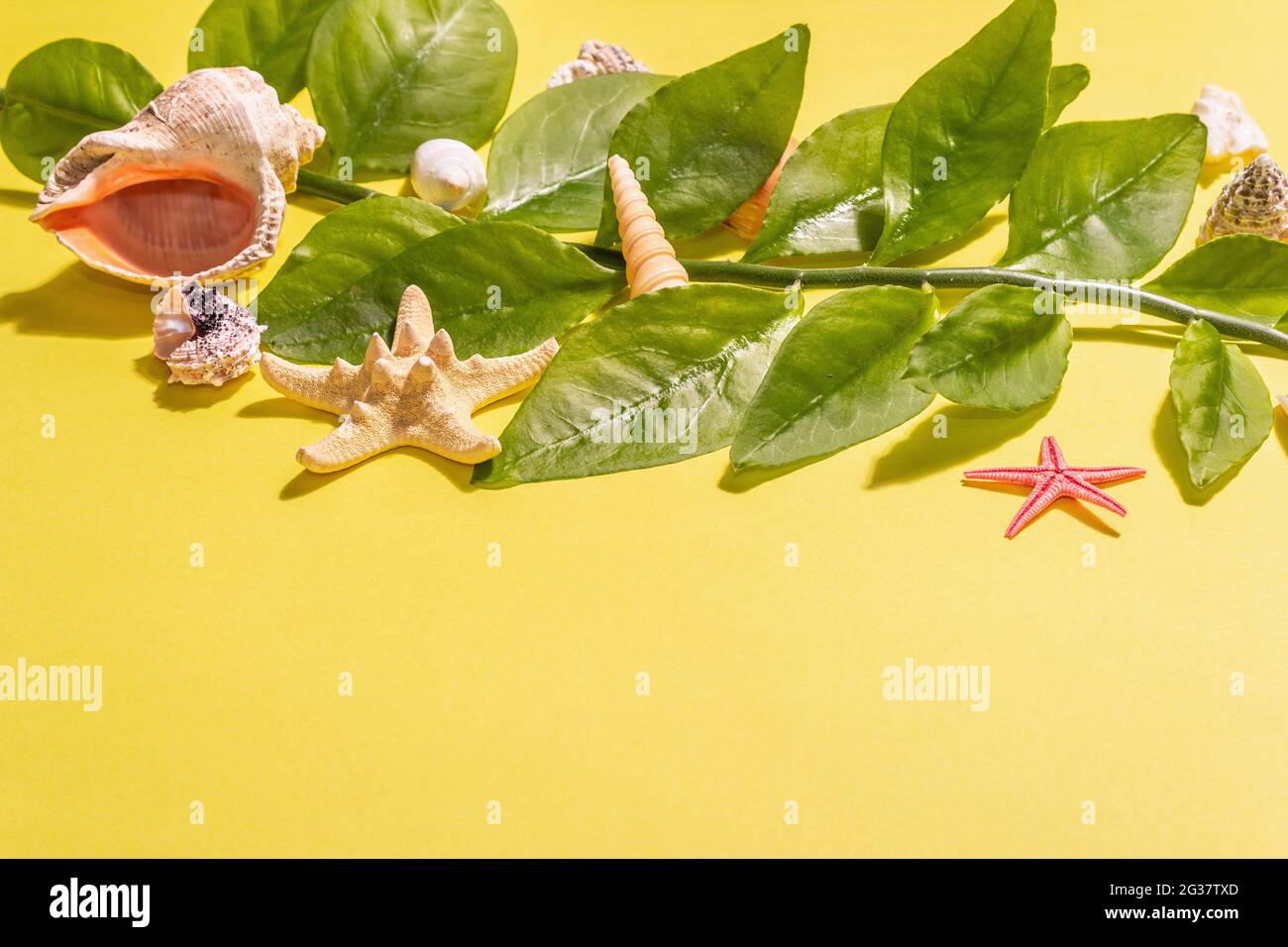 Summer vacation concept. Assorted seashells, fresh green leaves branch ...