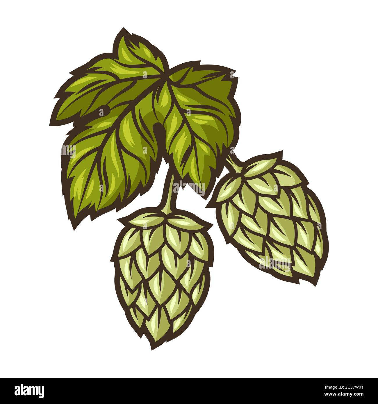 Illustration of hop. Object in engraving hand drawn style. Old element ...