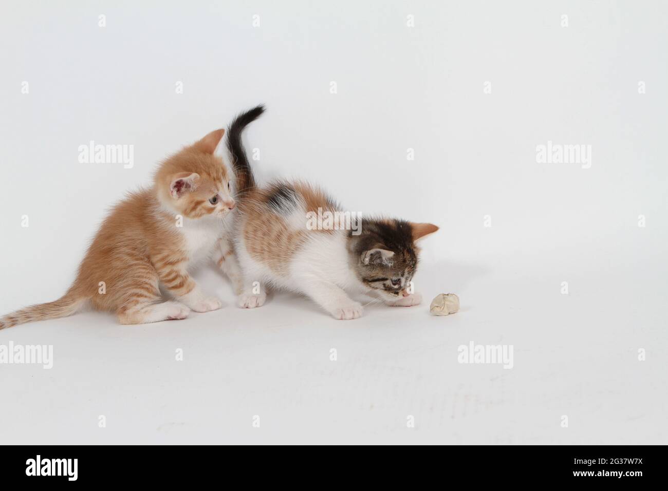 Three little kittens hi-res stock photography and images - Alamy