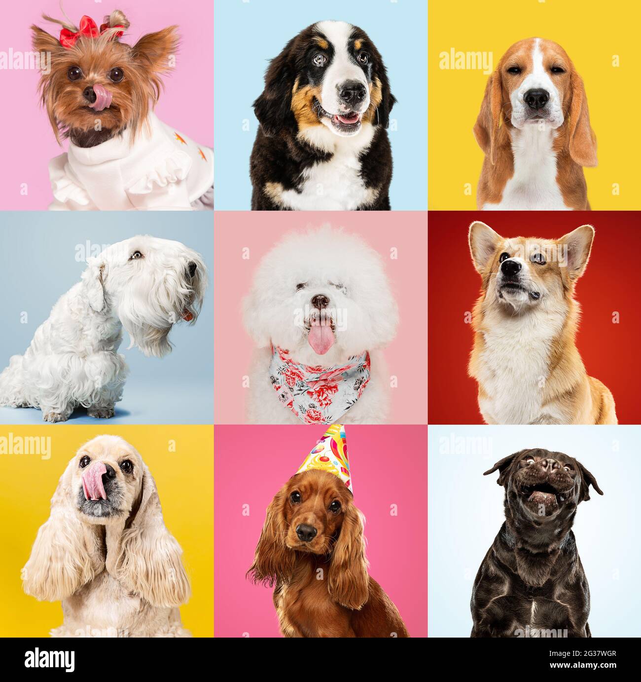 Art collage made of funny dogs different breeds on multicolored studio ...