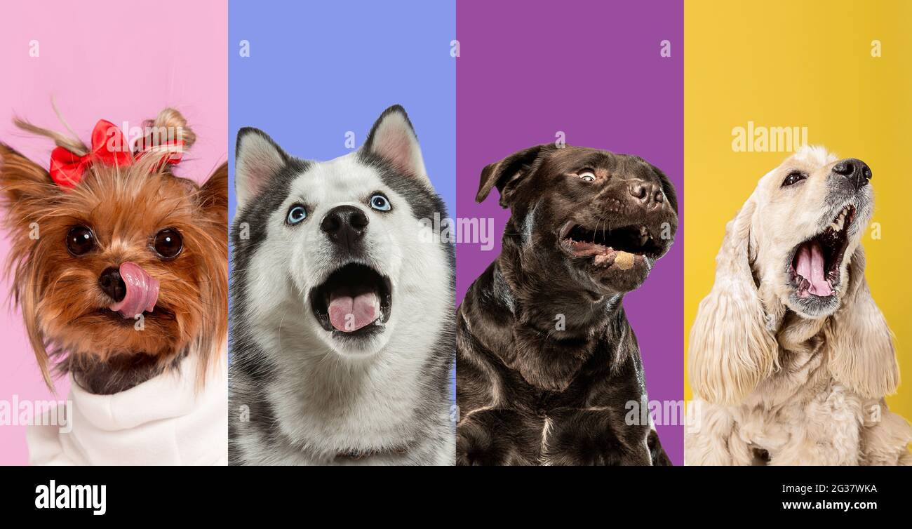 Art collage made of funny dogs different breeds on multicolored studio ...