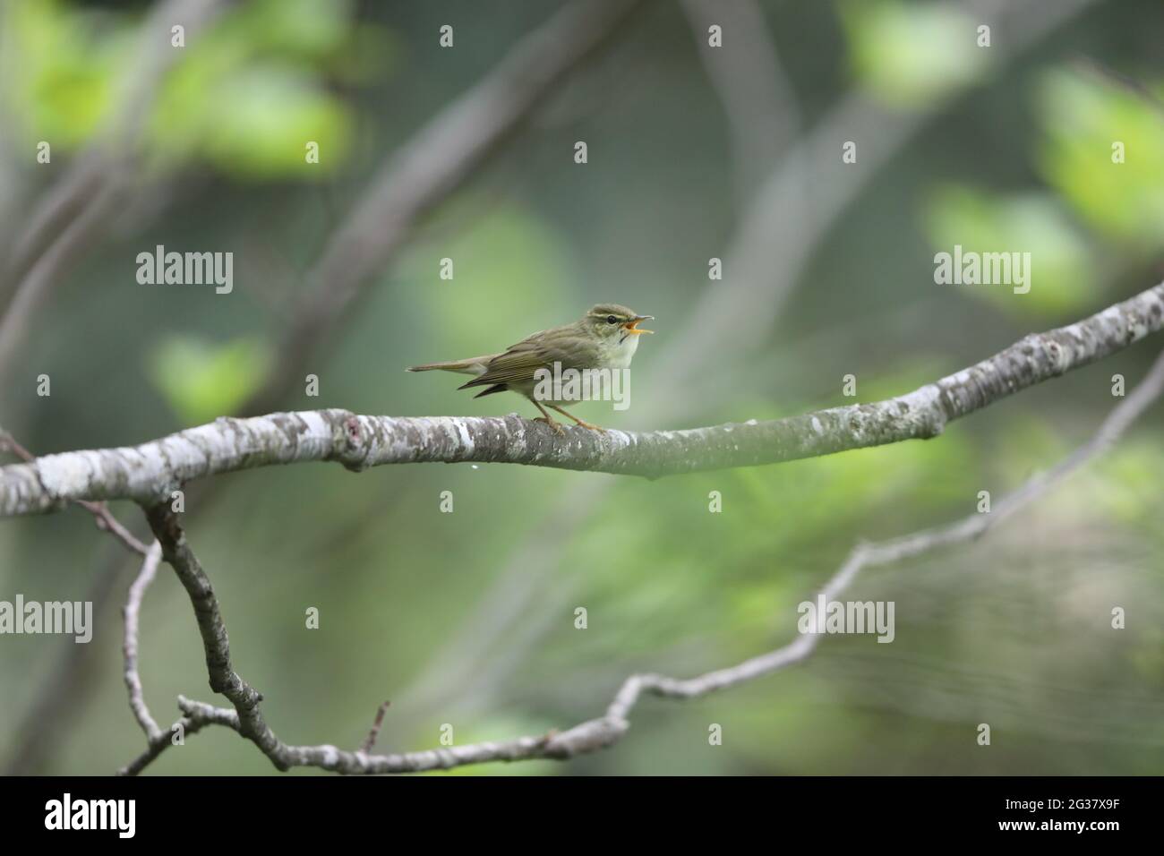 Japanese leaf warbler (Phylloscopus xanthodryas) in Japan Stock Photo ...