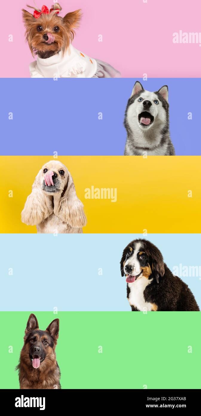 Art collage made of funny dogs different breeds on multicolored studio ...